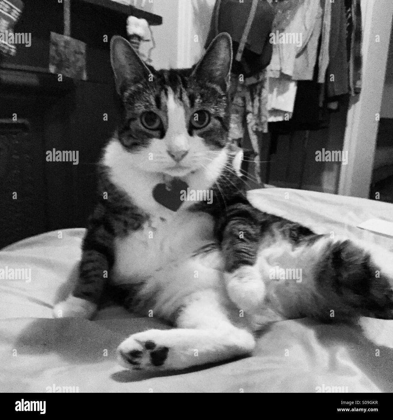 Guilty cat Black and White Stock Photos & Images - Alamy