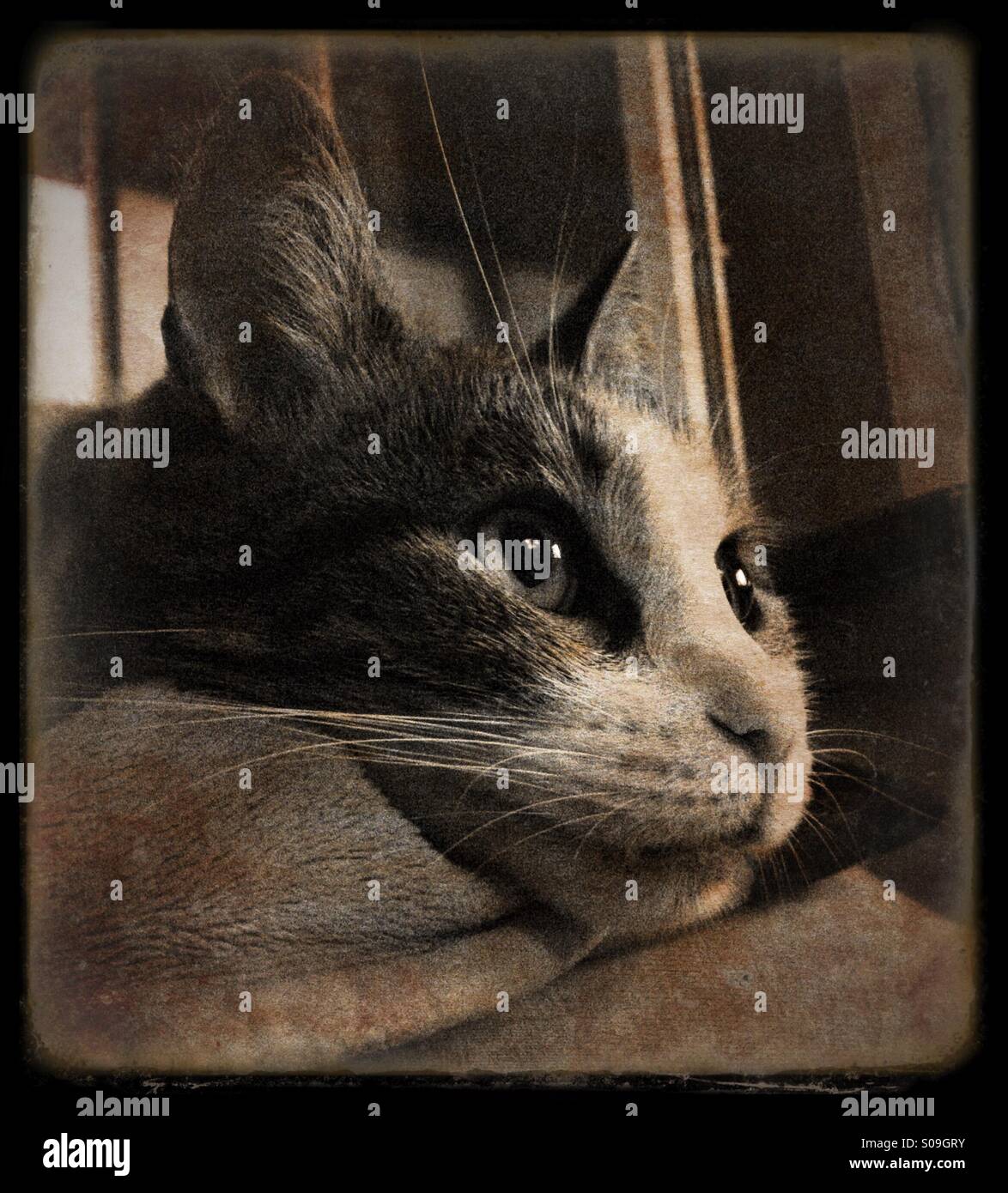 Cat focusing on a scene on tv Stock Photo - Alamy