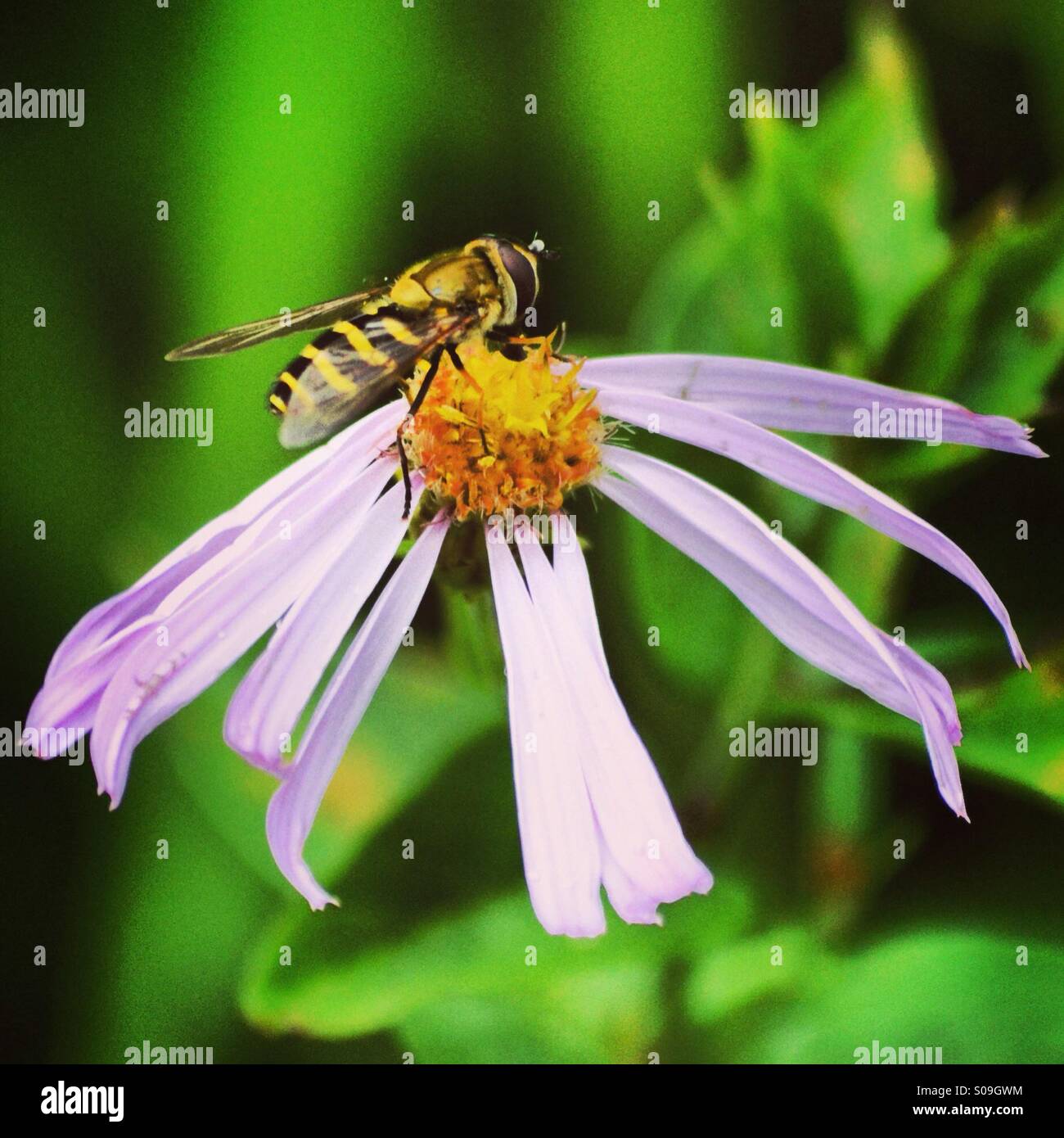 Flower and yellow jacket hi-res stock photography and images - Alamy