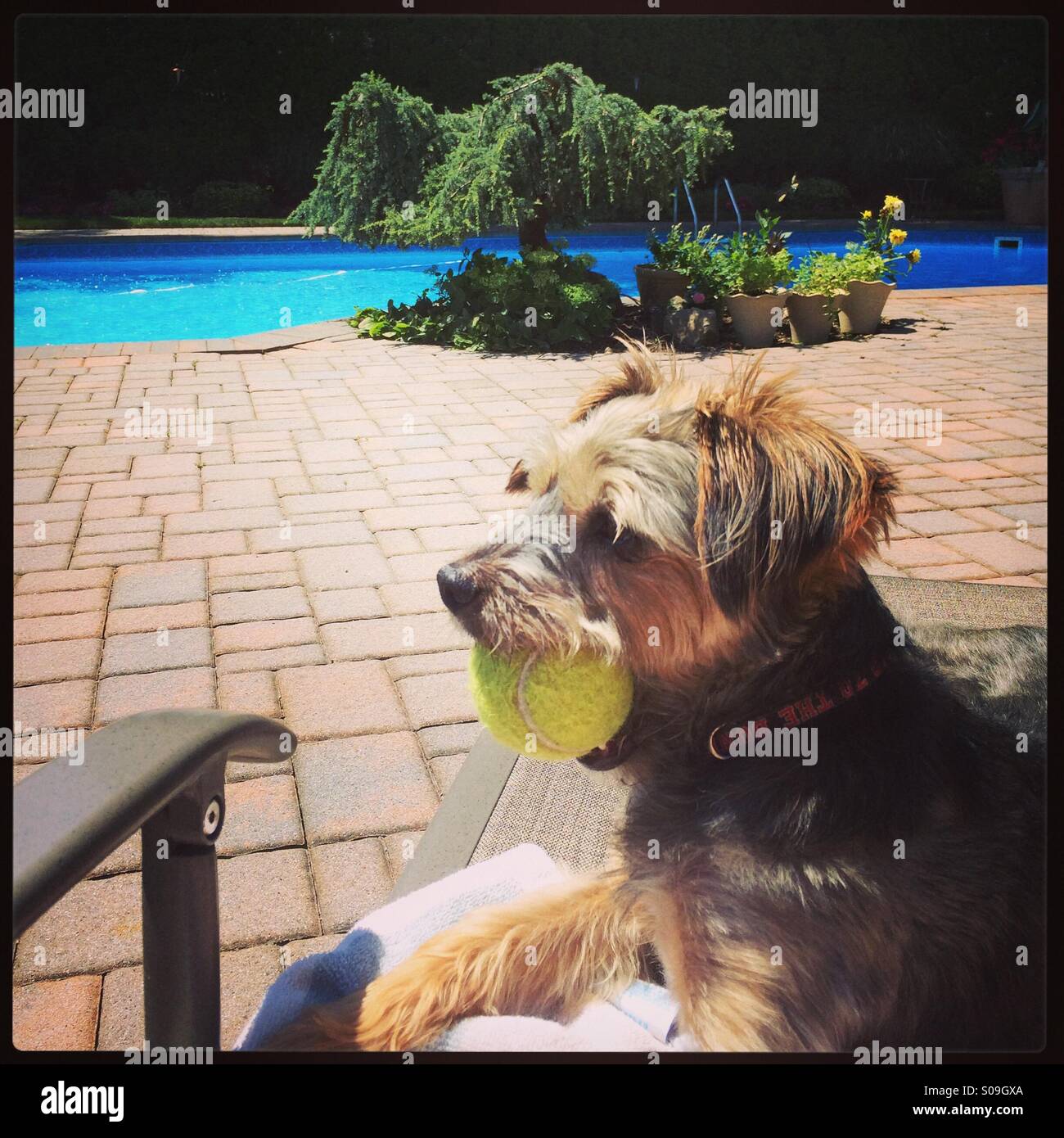 Dog life hi-res stock photography and images - Alamy