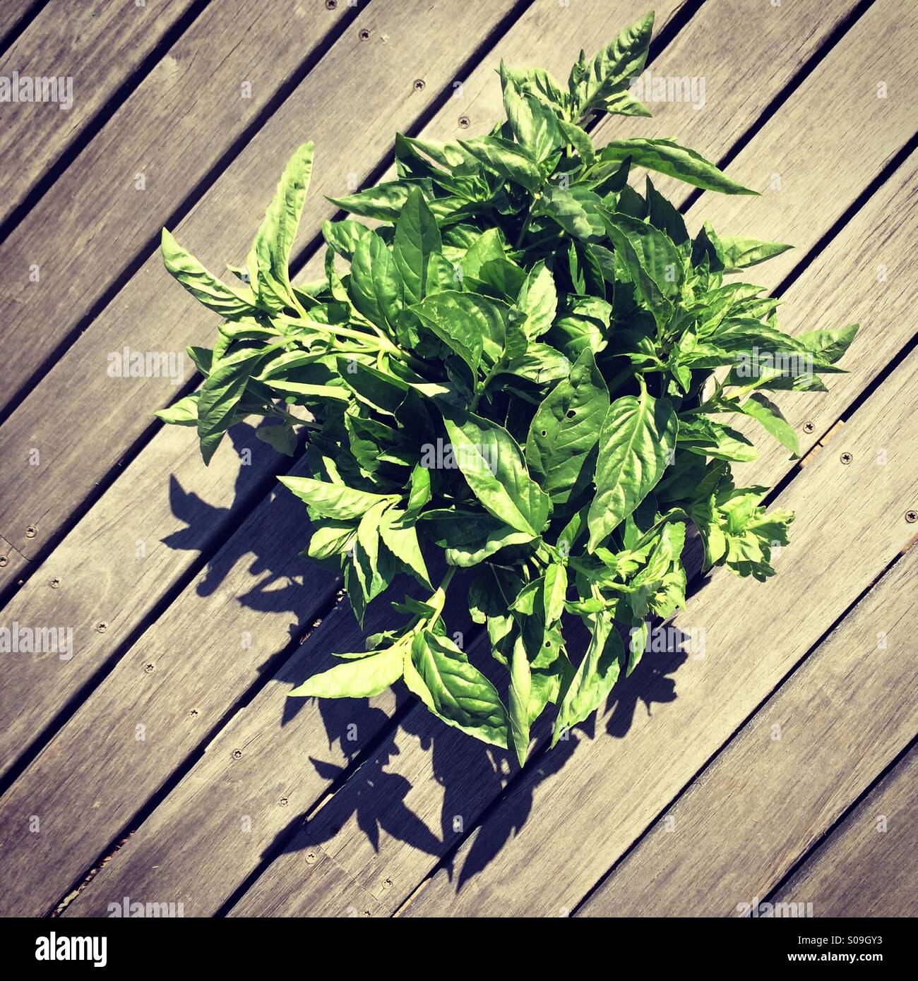 Ocimum basilcum hi-res stock photography and images - Alamy