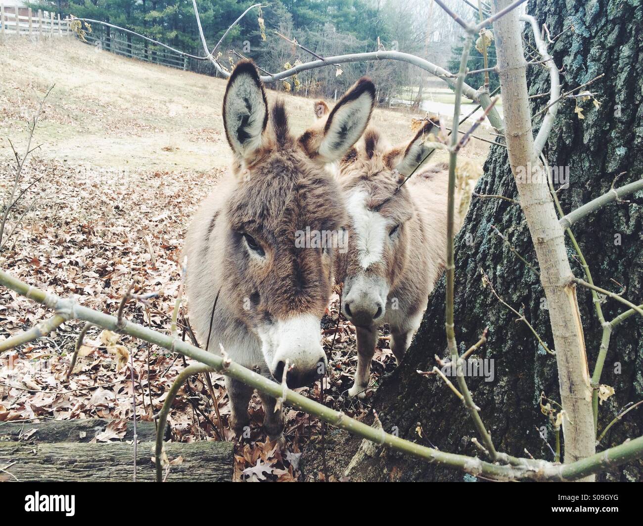 Donkey Friends High Resolution Stock Photography and Images - Alamy