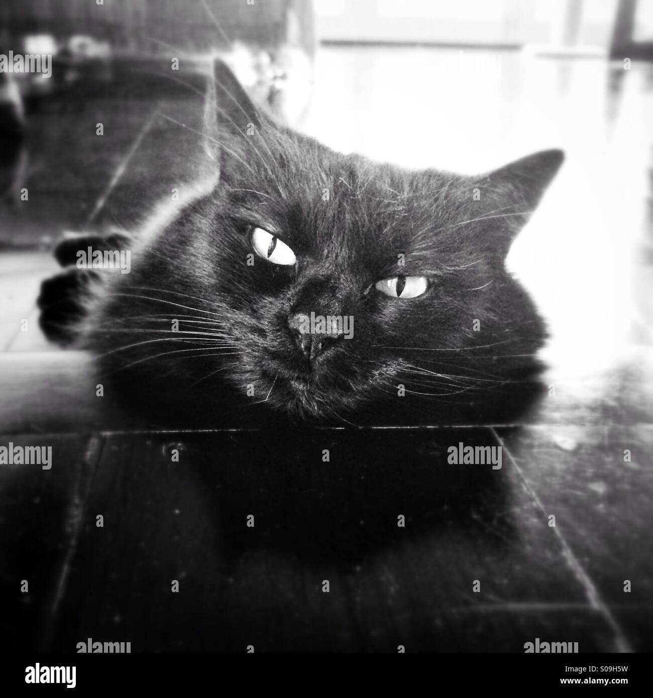 Black cat lying down and resting chin on step Stock Photo - Alamy