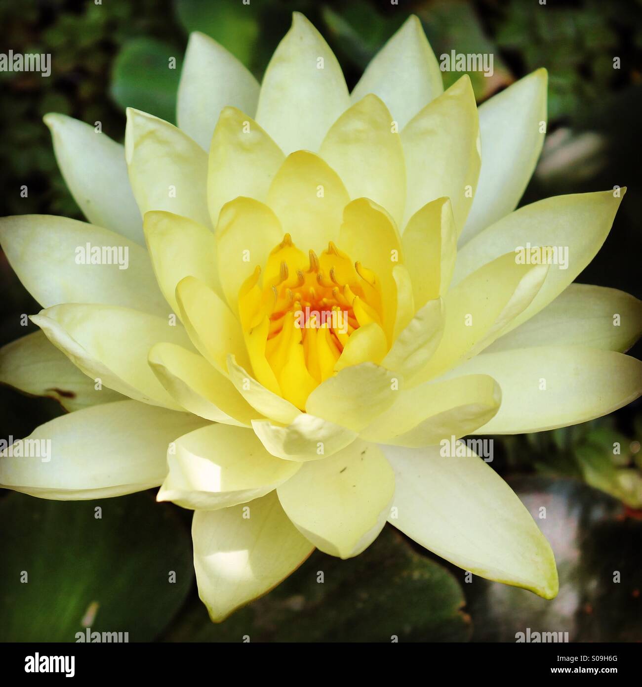 Loto hi-res stock photography and images - Alamy
