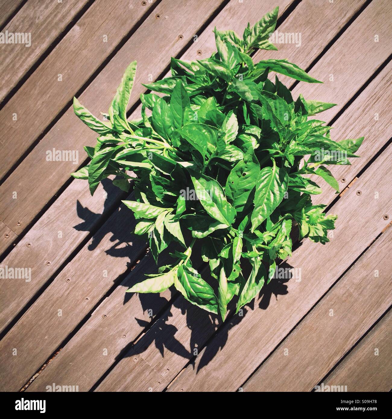 Timber pot hi-res stock photography and images - Alamy