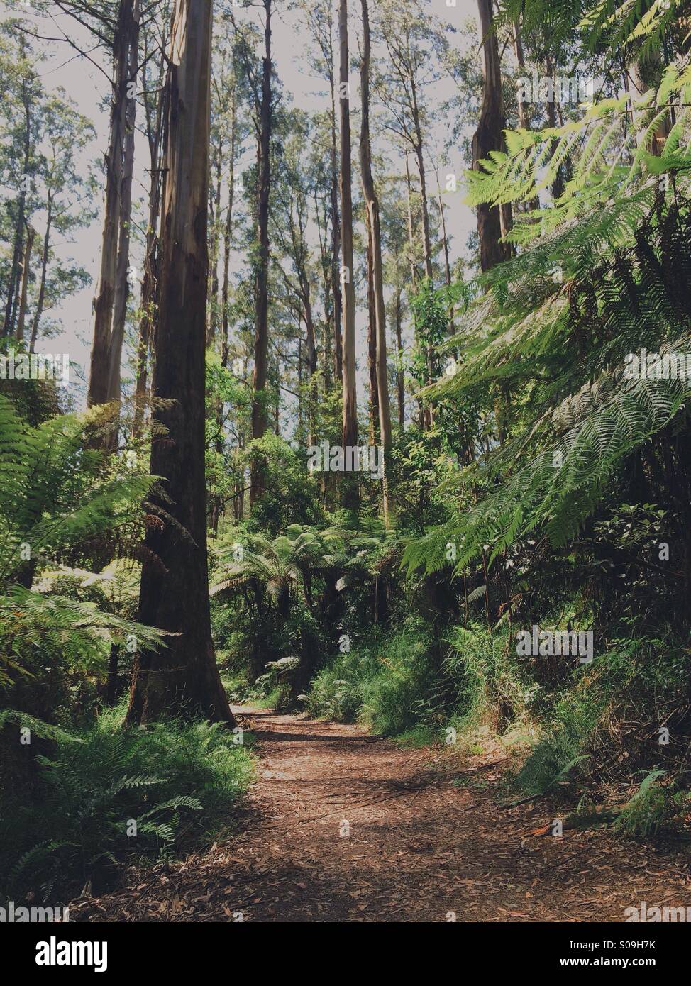 Mountain ash forest hi-res stock photography and images - Alamy