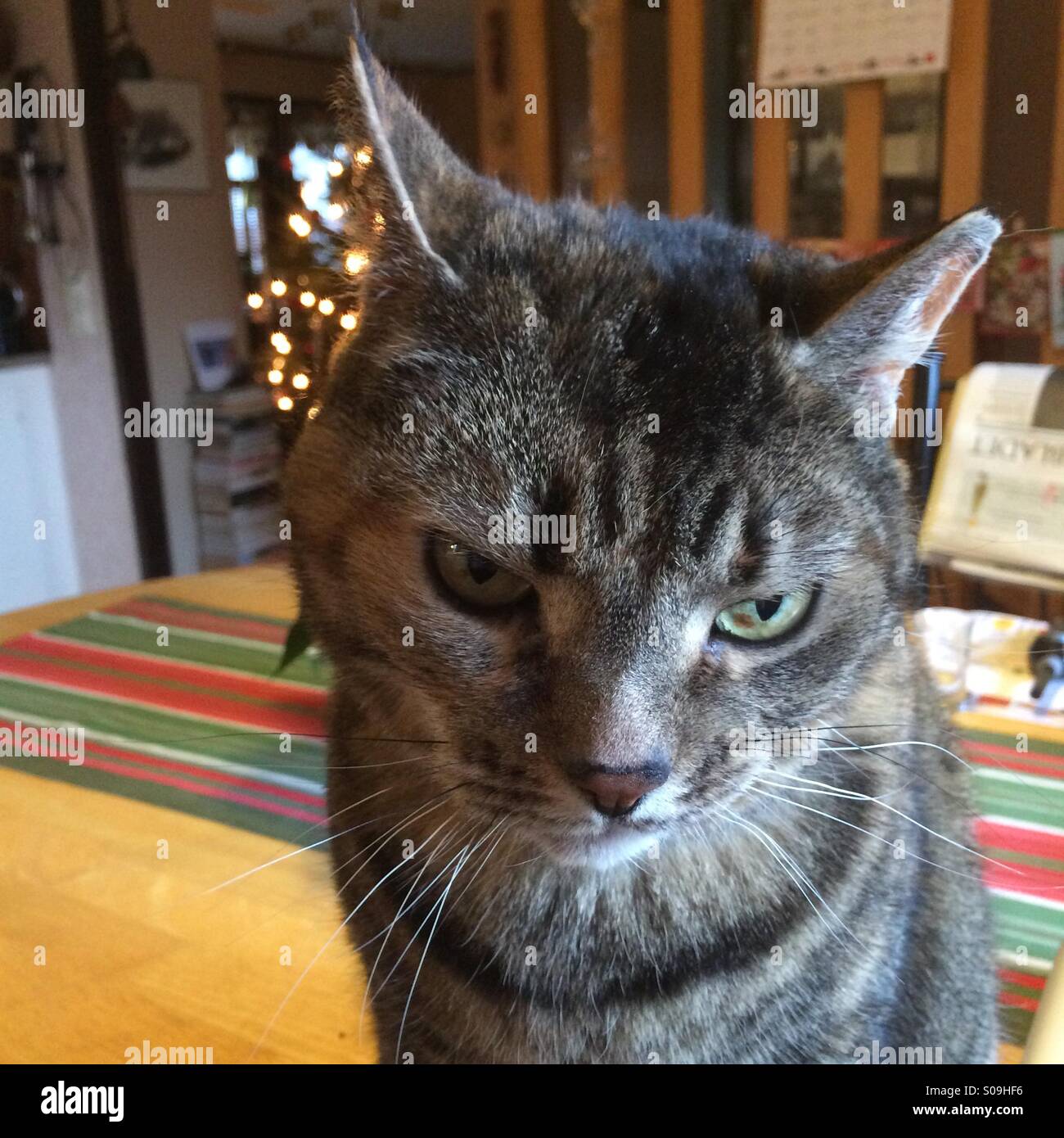 Funny catface hi-res stock photography and images - Alamy