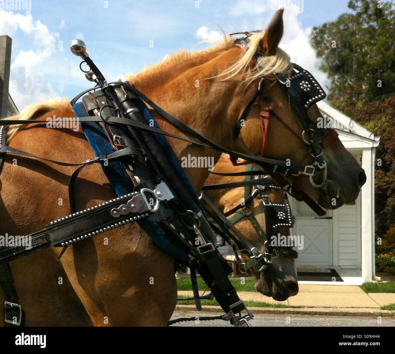 Tack for horses hi-res stock photography and images - Alamy