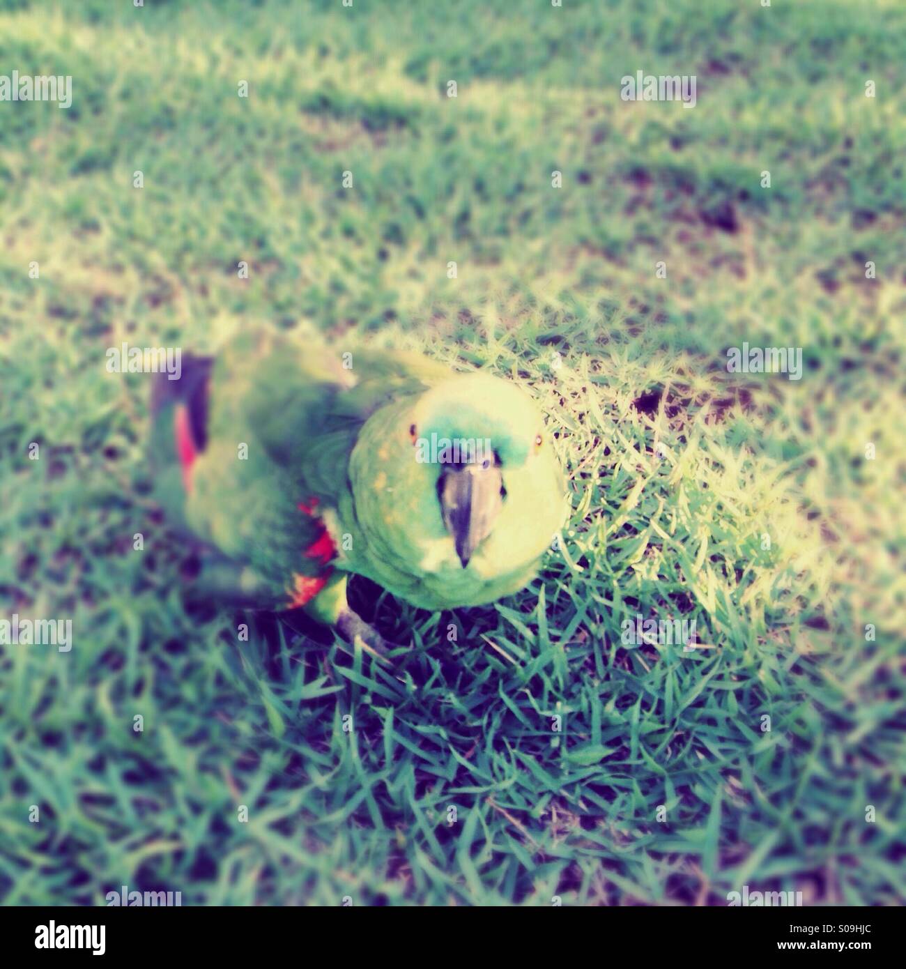 Papagaio brazil hi-res stock photography and images - Alamy