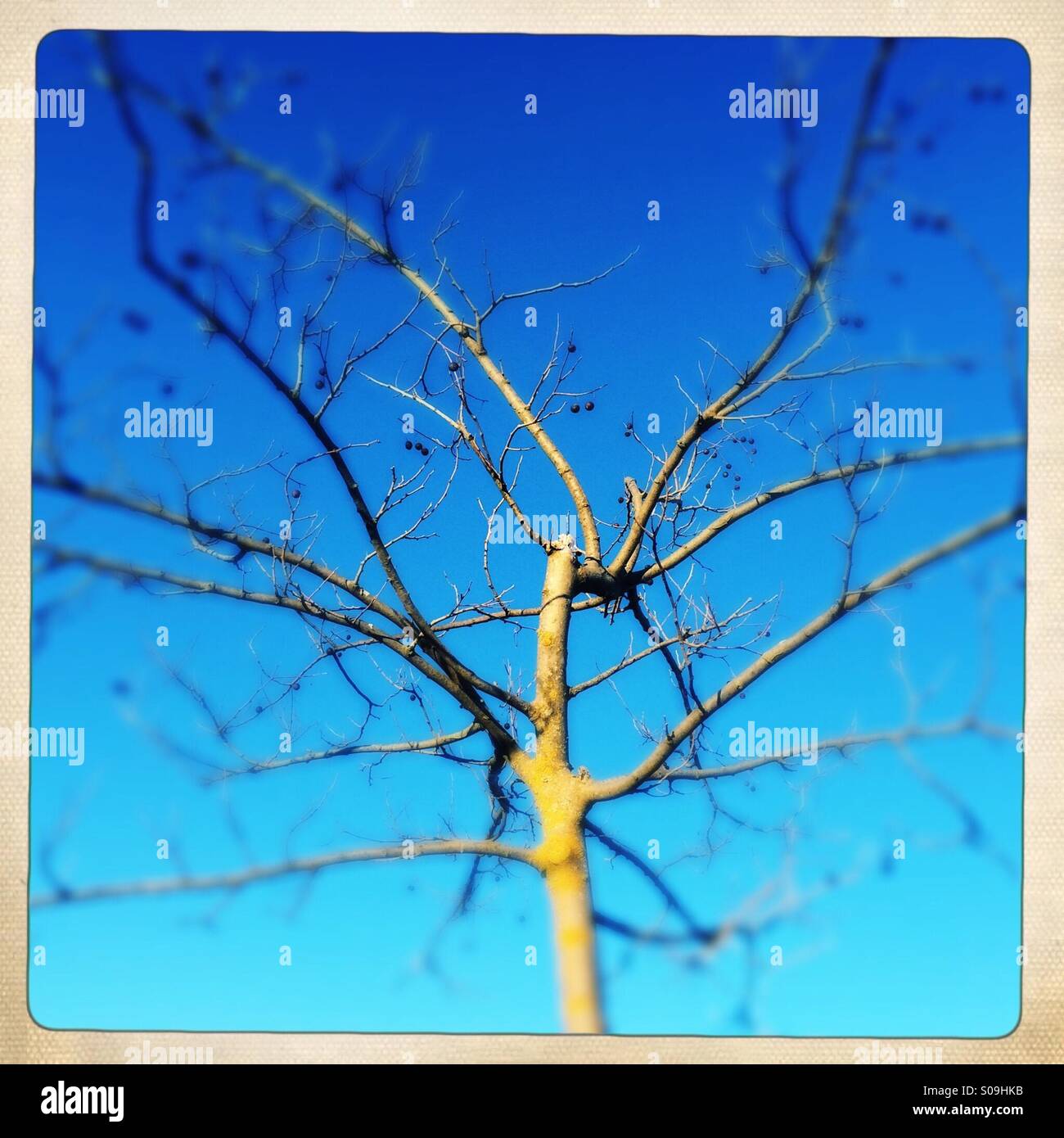 Branch branches tree hi-res stock photography and images - Alamy