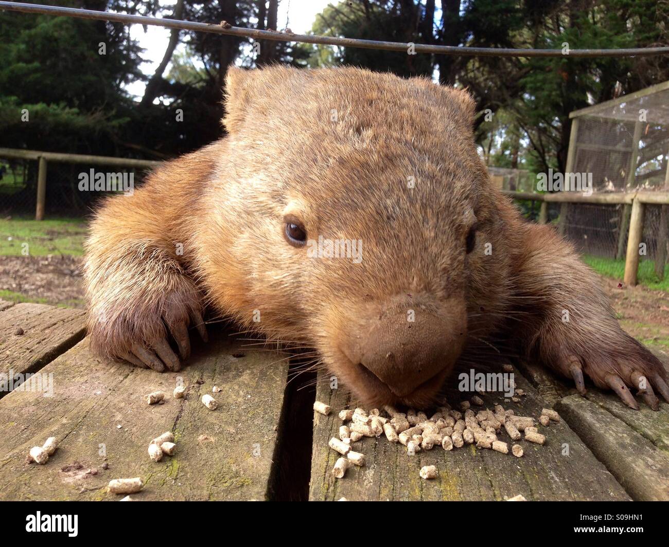 Wombat eating hi-res stock photography and images - Alamy