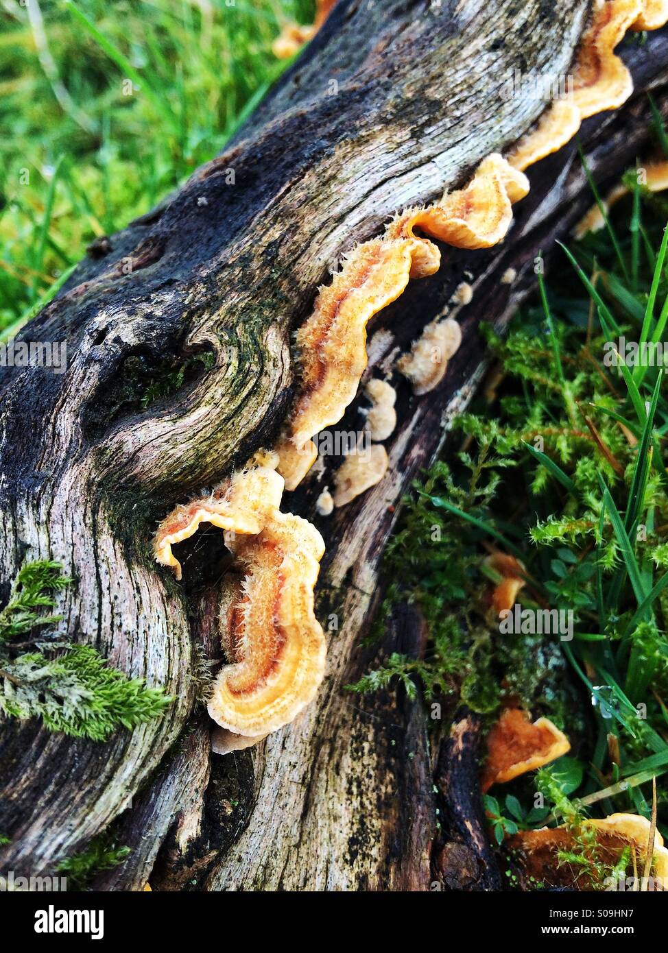 Beautiful decay hi-res stock photography and images - Alamy