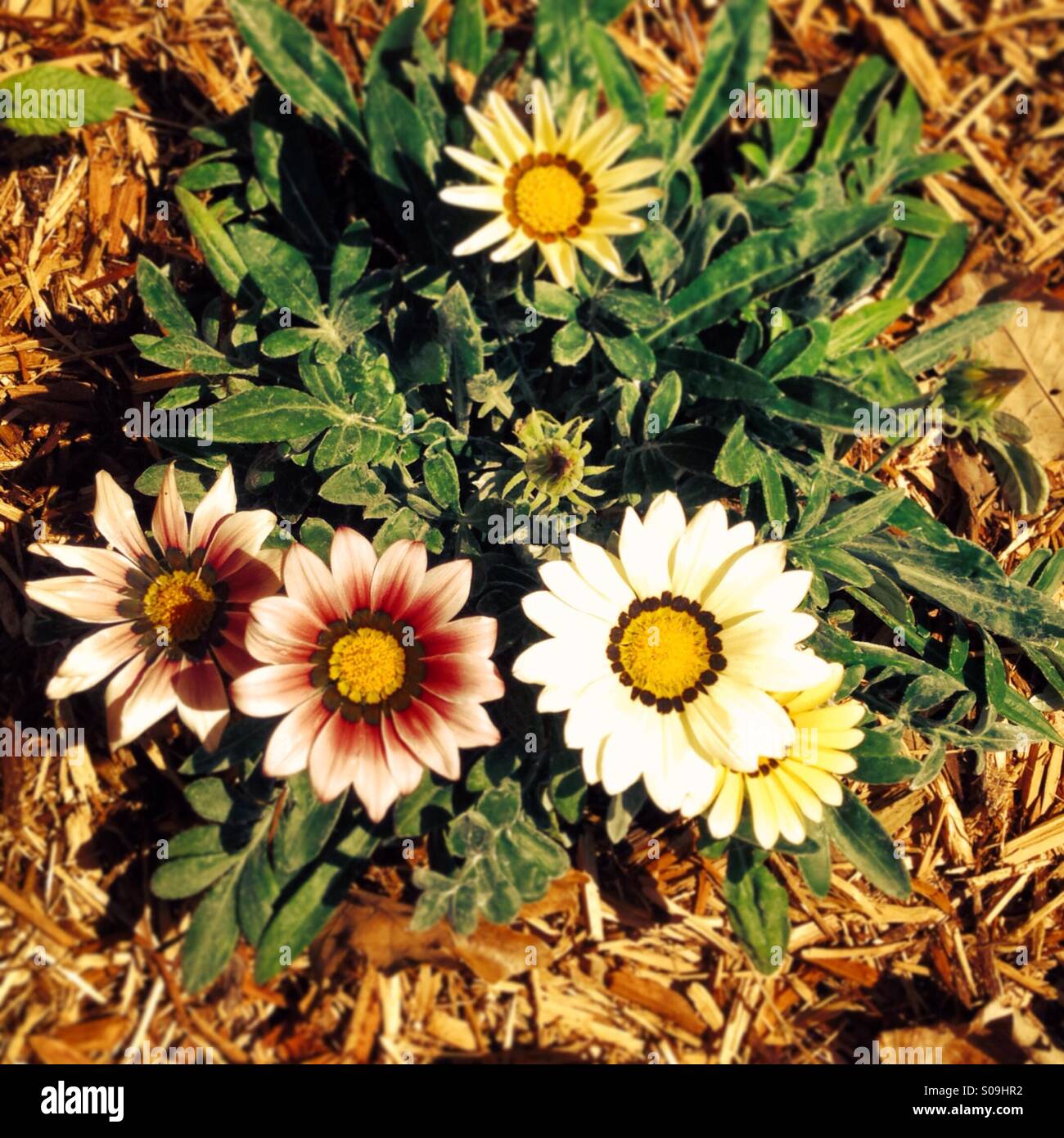 Flowers in the wood chips Stock Photo - Alamy