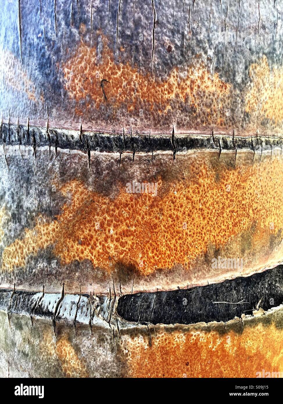 Trunk of a Palm tree Stock Photo - Alamy