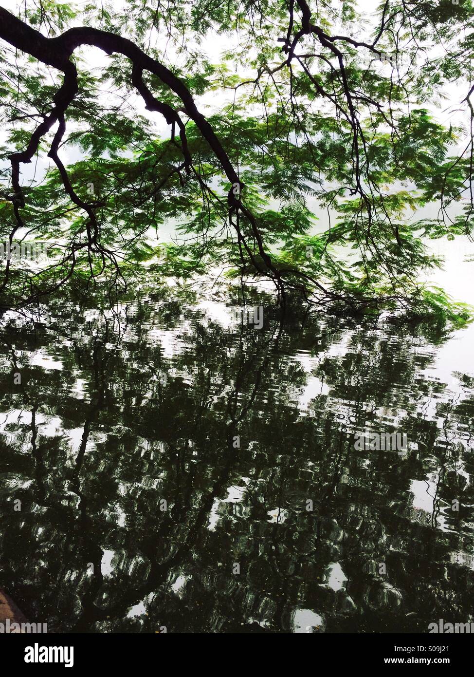 Overhanging waterside trees hi-res stock photography and images - Alamy