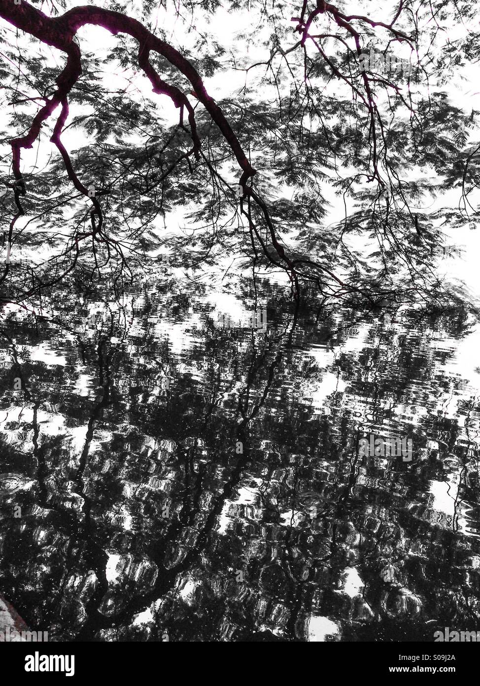 Overhanging tree branches hi-res stock photography and images - Alamy