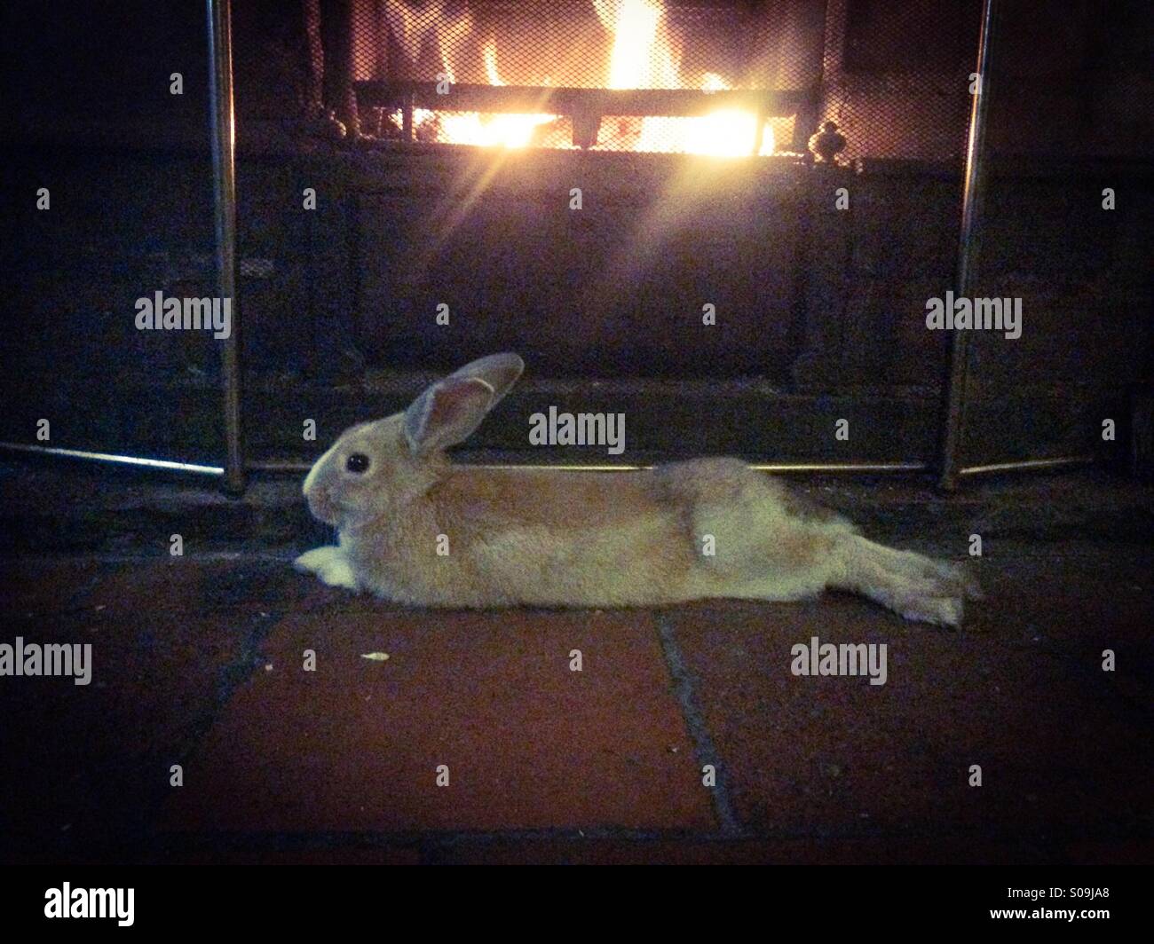 Rabbit Fire High Resolution Stock Photography and Images - Alamy