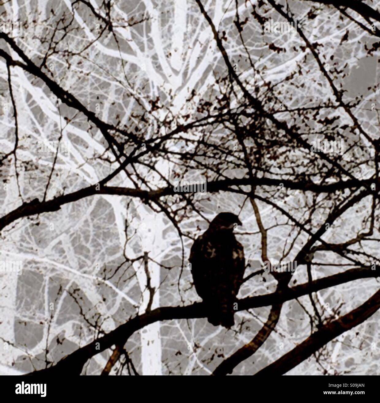 Double hawk hi-res stock photography and images - Alamy