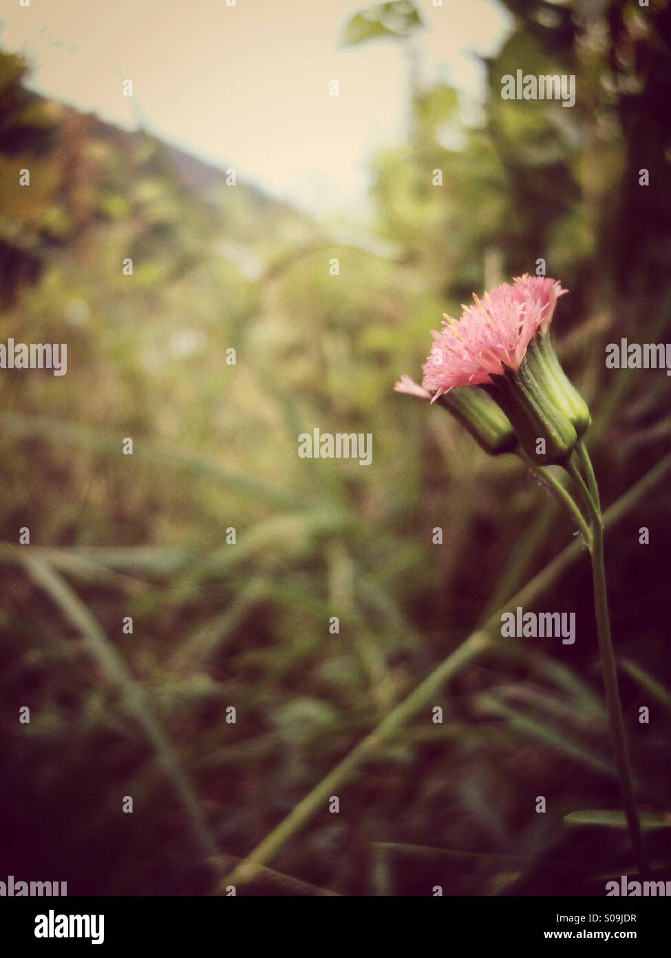 Lonely flower hi-res stock photography and images - Alamy