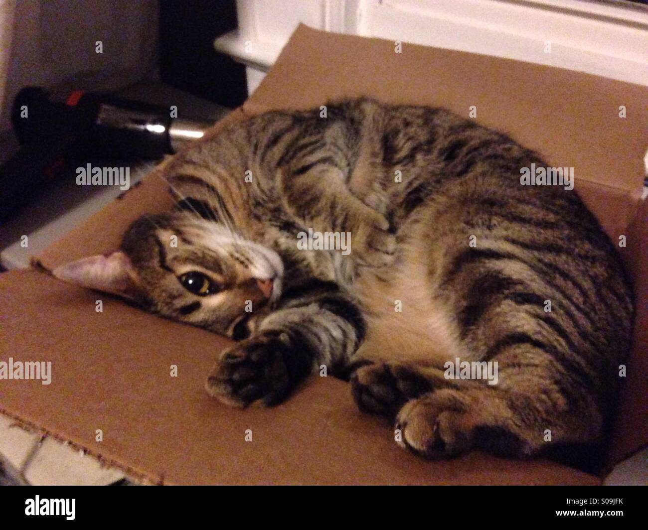 Cat into a box hi-res stock photography and images - Alamy