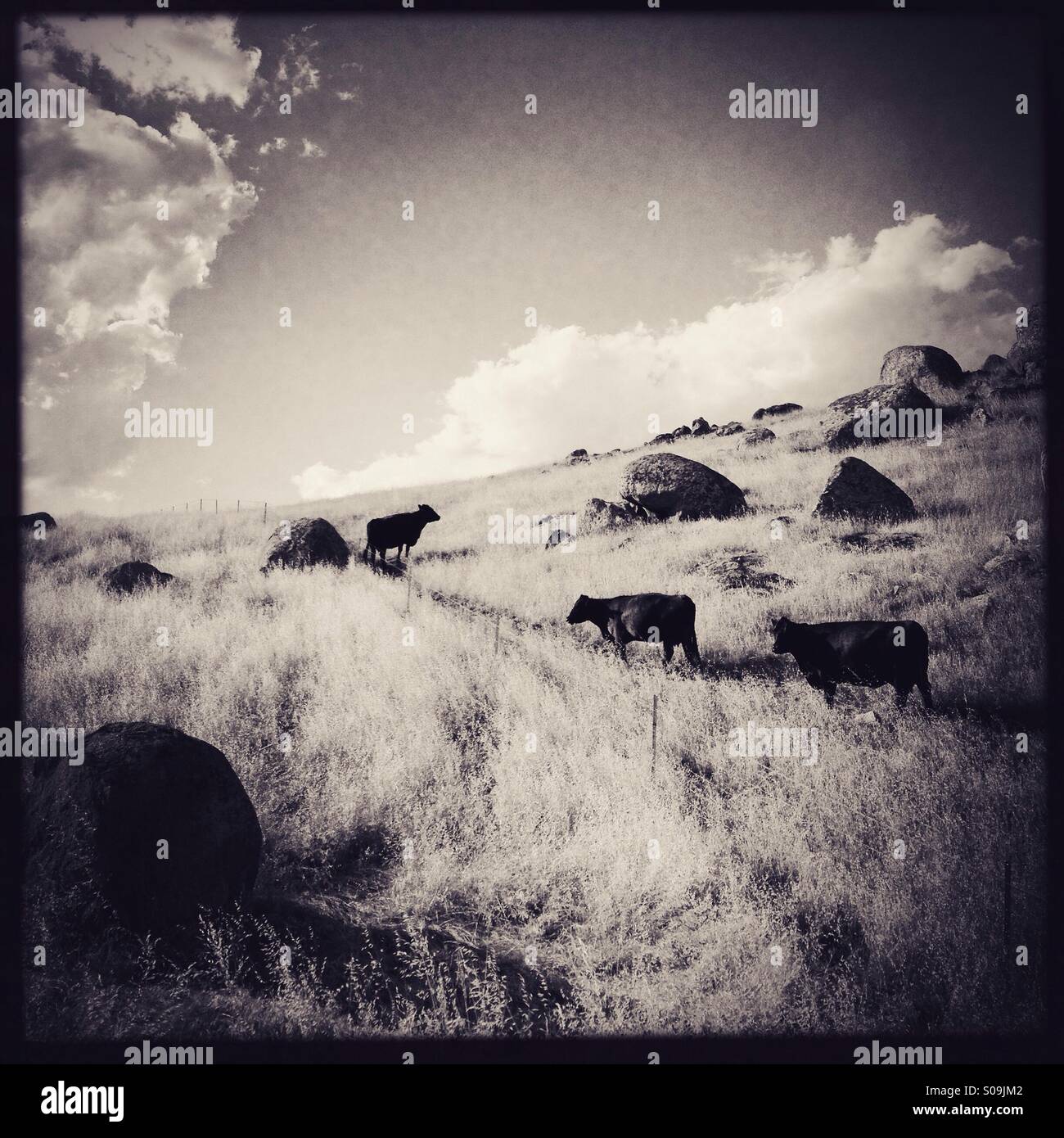 Cow follow cow Stock Photo - Alamy