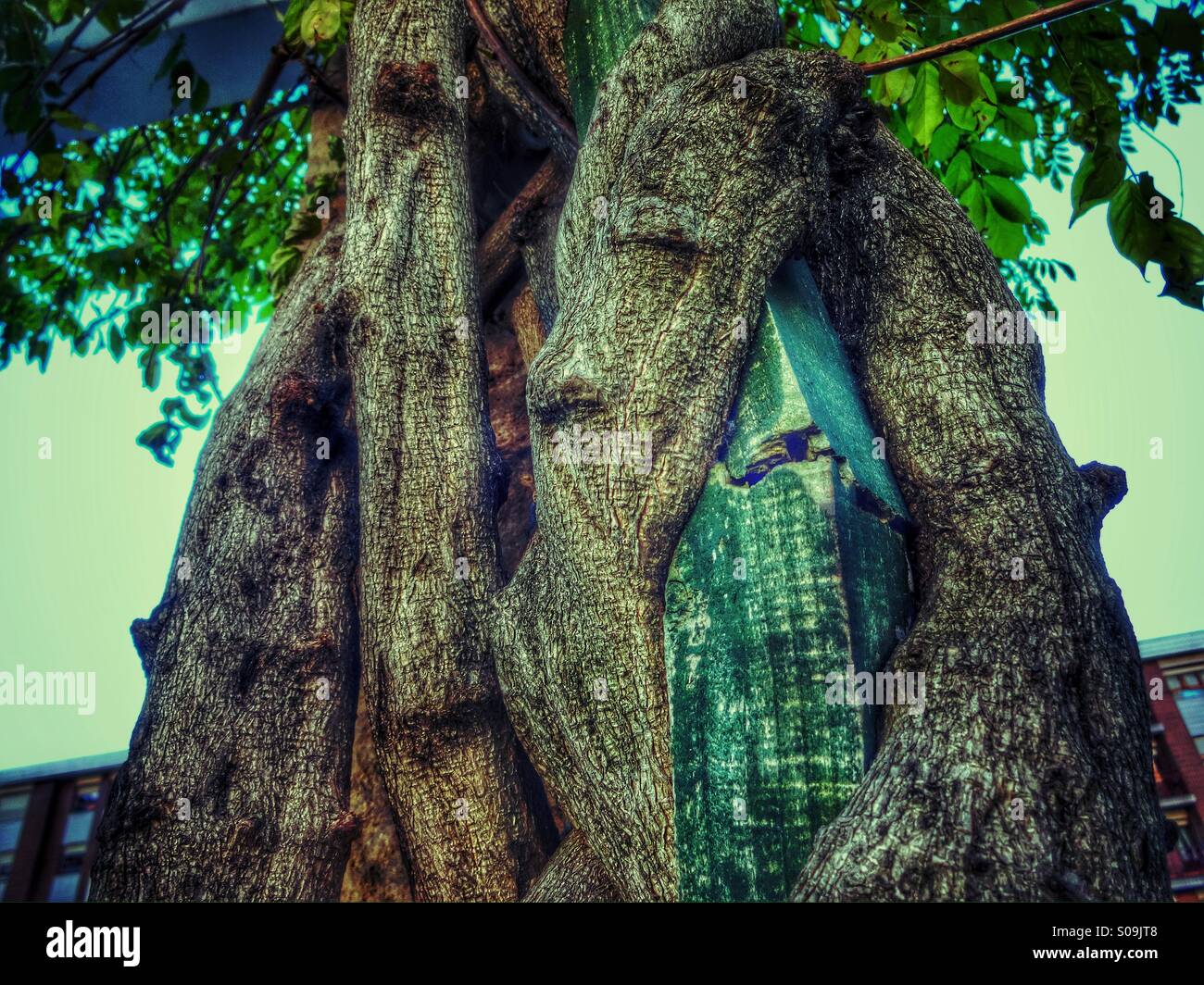 Urban hard tree, break wood Stock Photo - Alamy