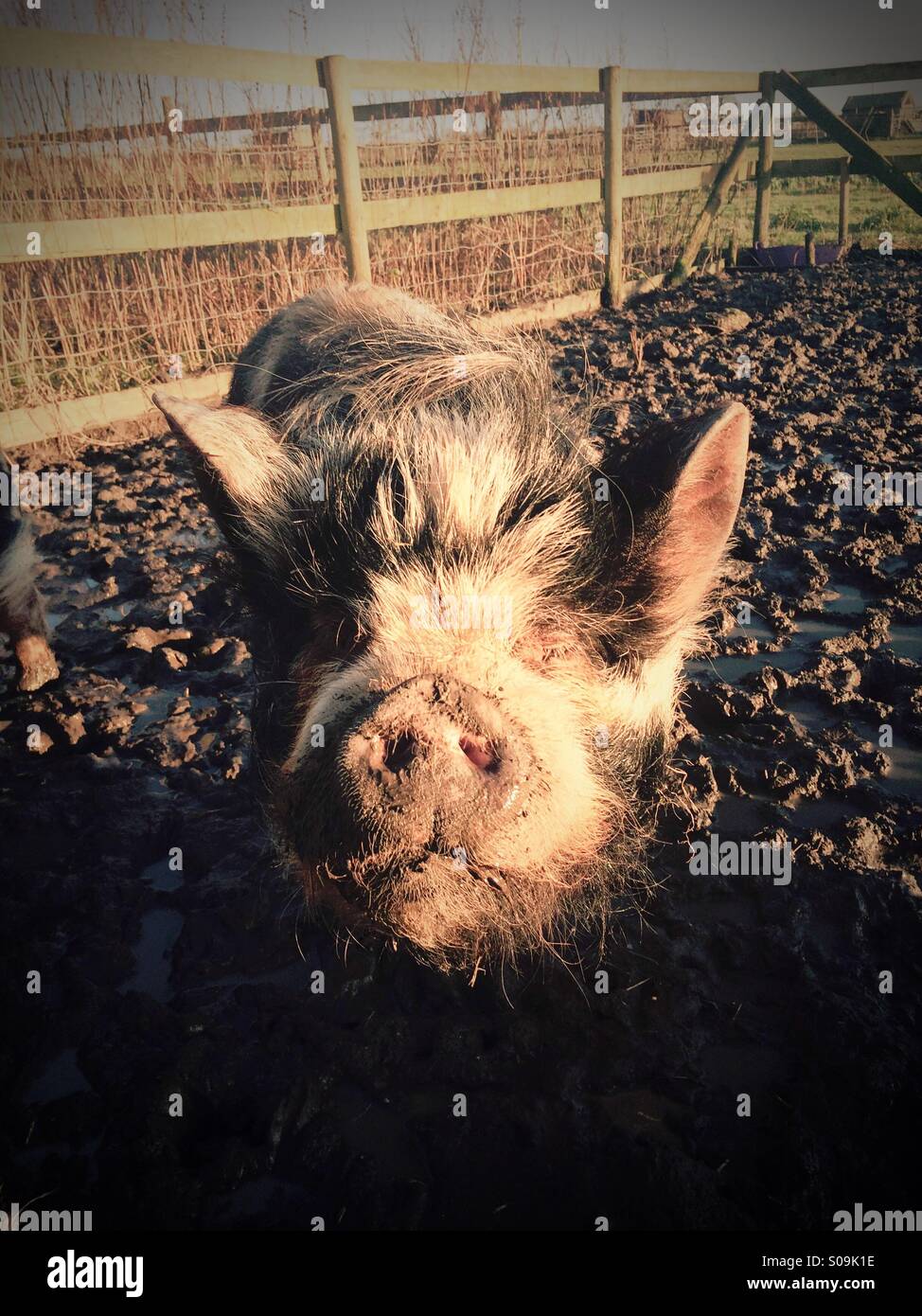 Hairy pigs hi-res stock photography and images - Alamy