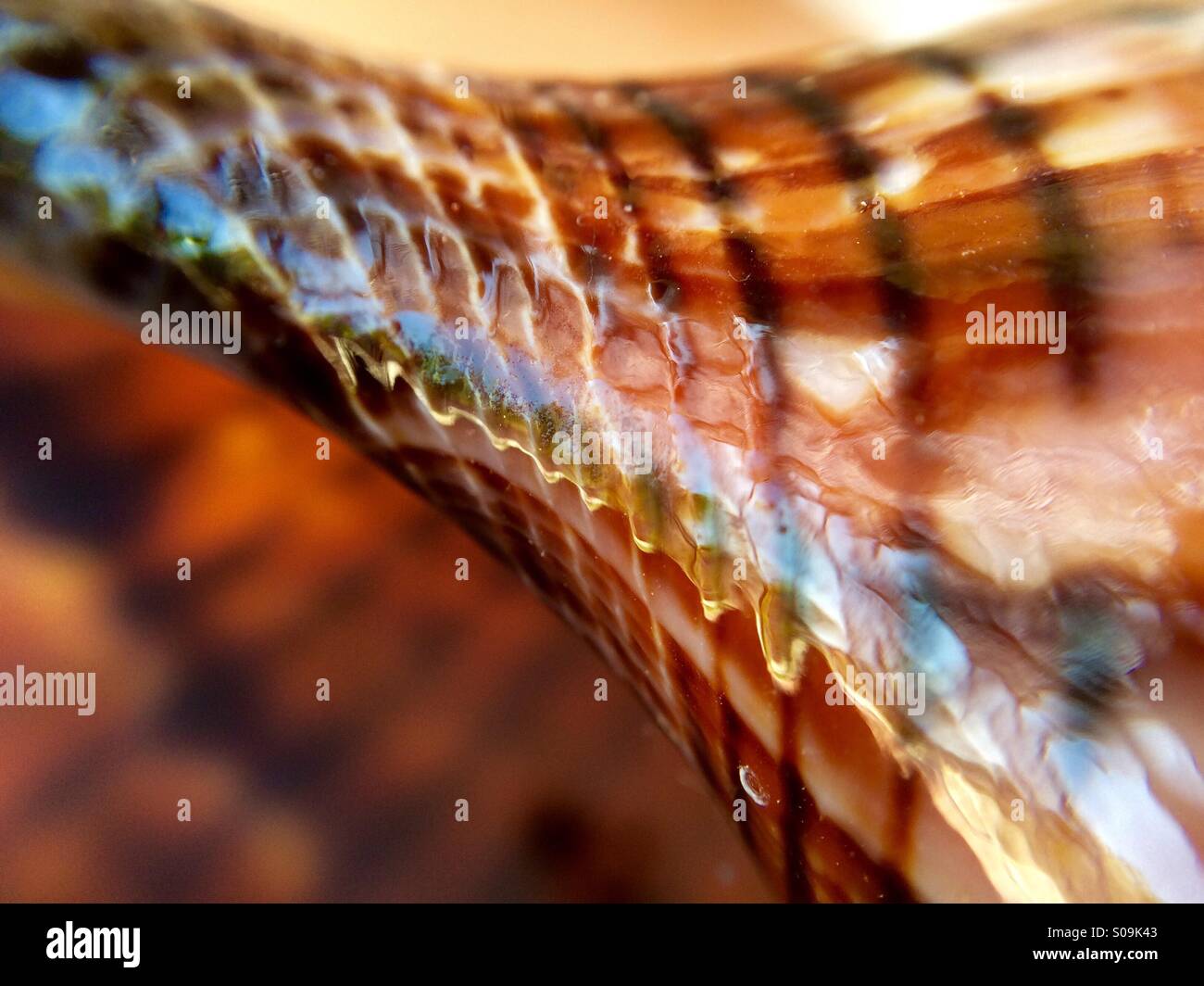 Shell ridge hi-res stock photography and images - Alamy