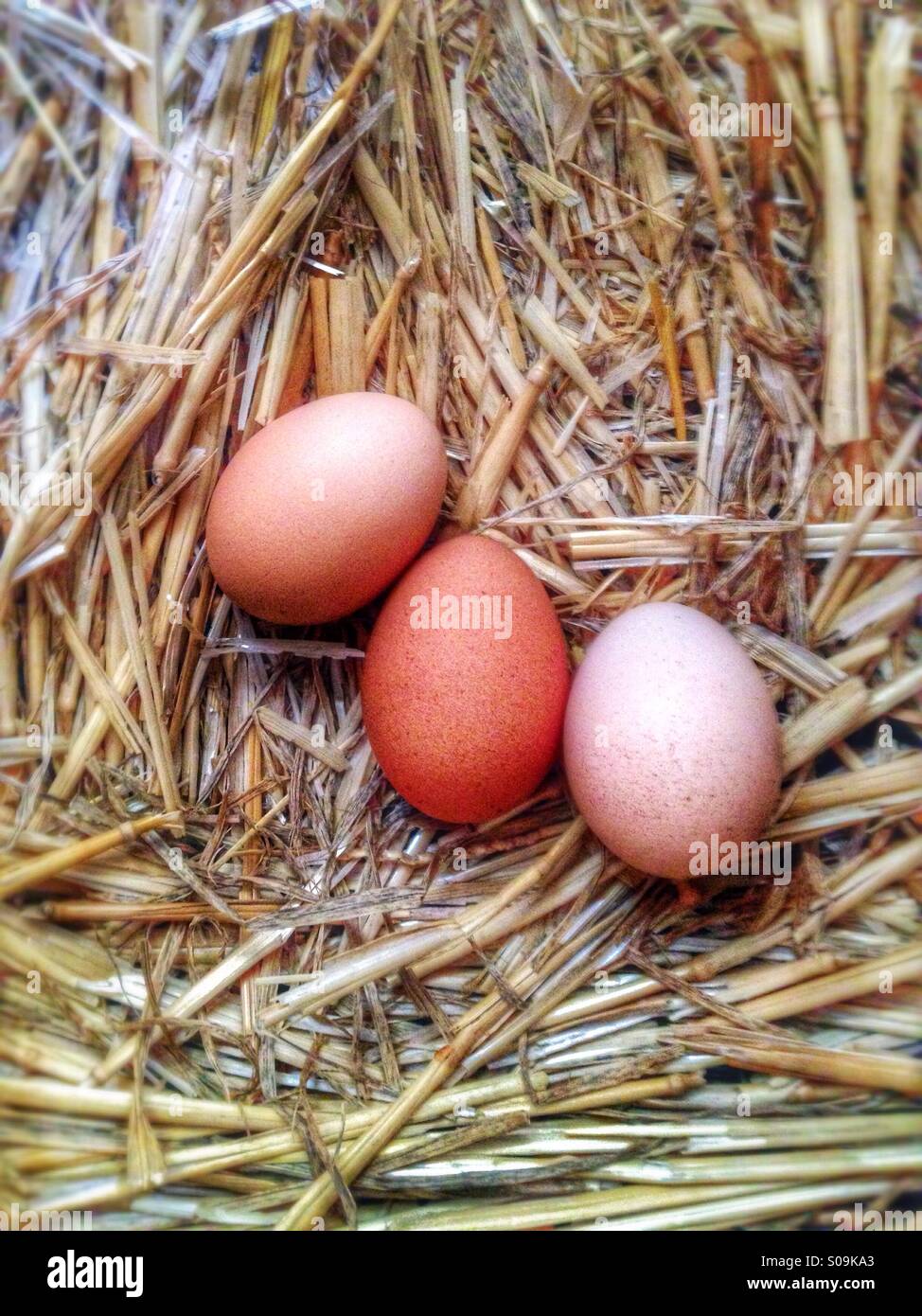 Three fresh hen eggs in the nest Stock Photo - Alamy
