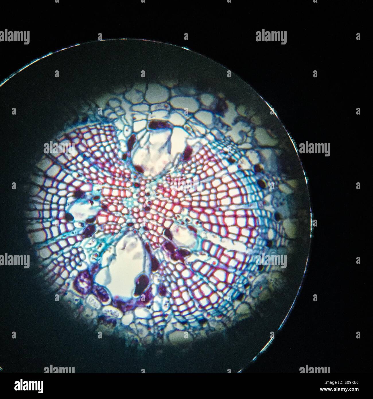 Plant matter through the microscope Stock Photo - Alamy