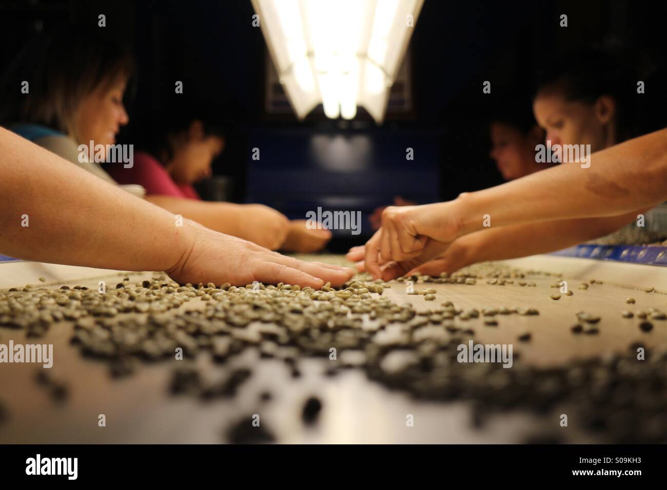 Sorting green beans hi-res stock photography and images - Alamy