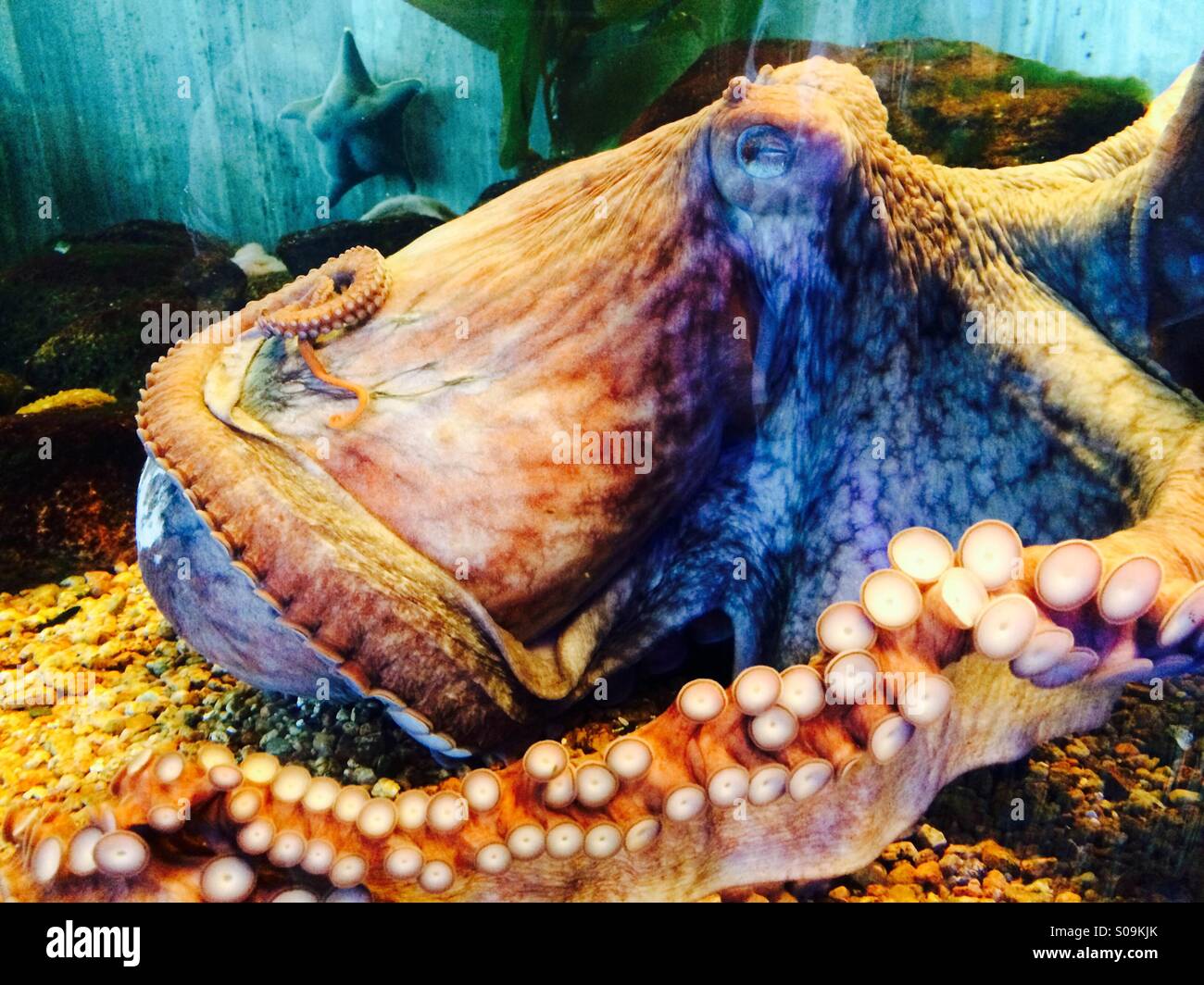 Octopus sea hi-res stock photography and images - Alamy