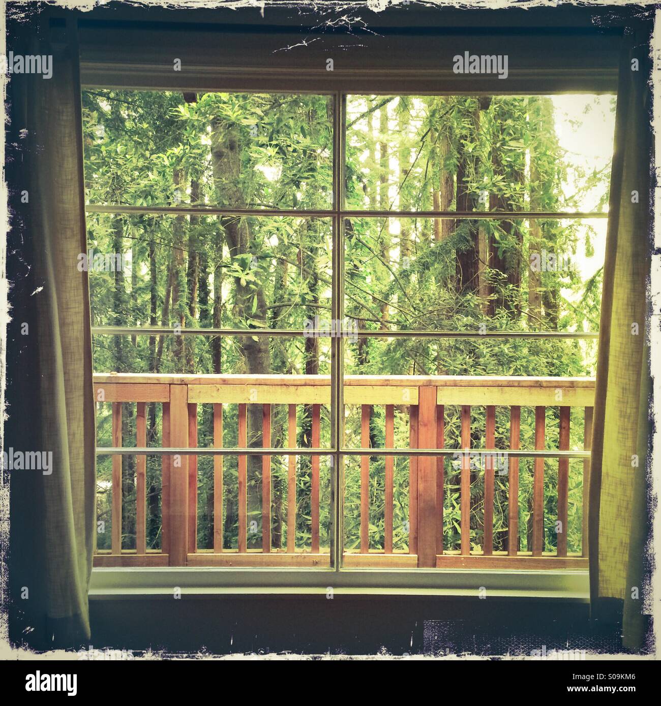 California Redwood forest outside a cabin window. Santa Cruz County ...