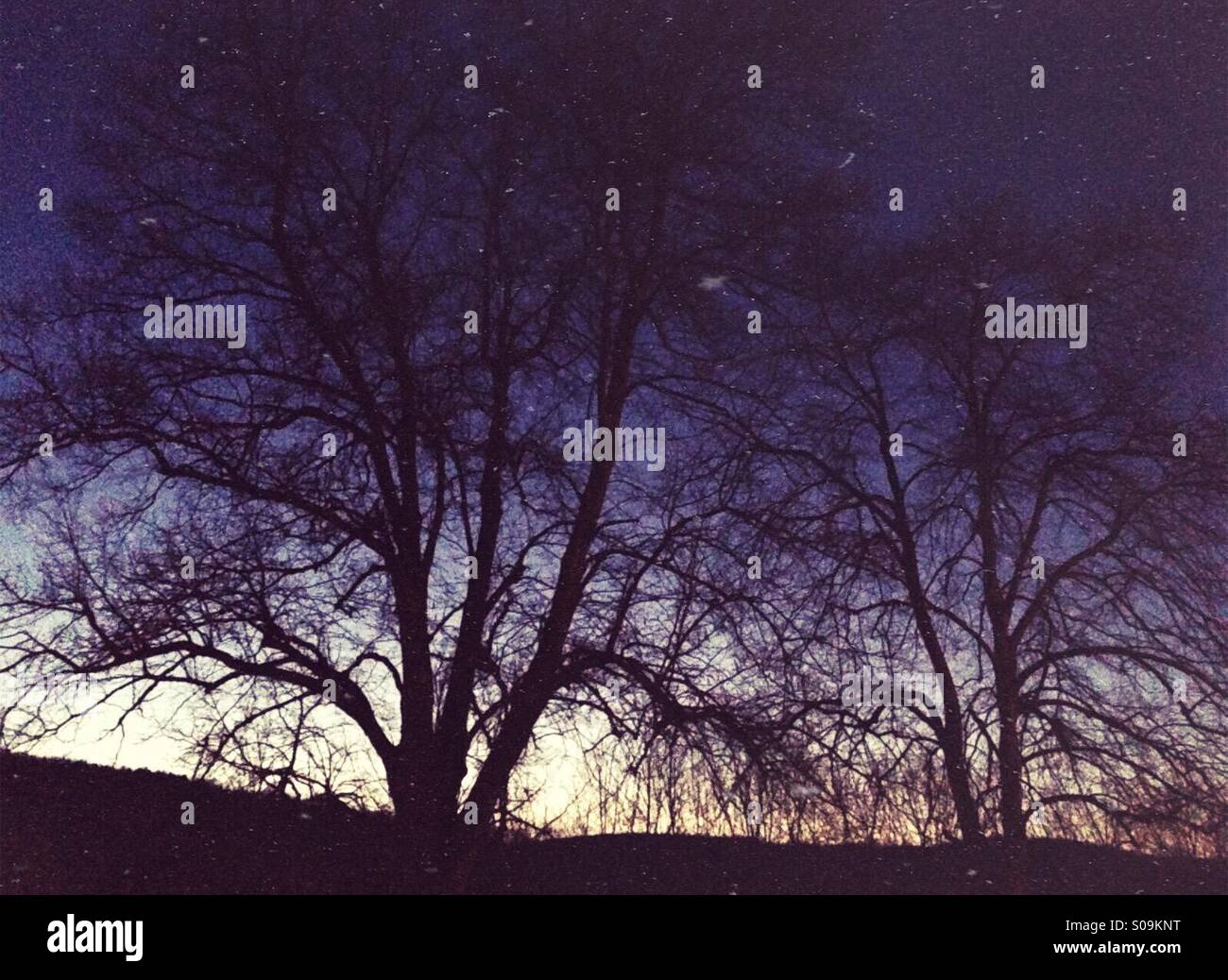 Trees at twilight Stock Photo - Alamy