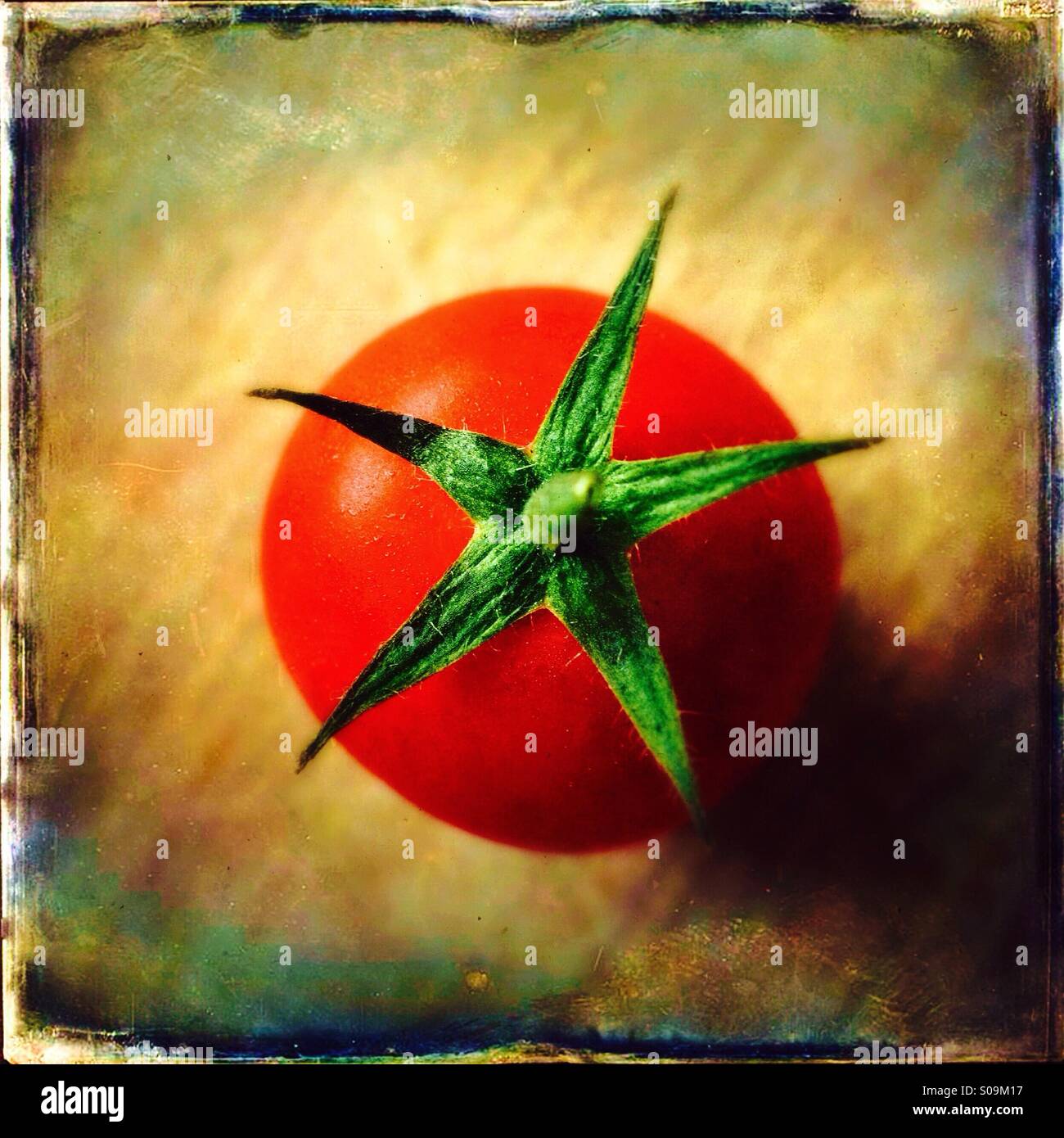 A single juicy ripe tomato with its hat on Stock Photo - Alamy