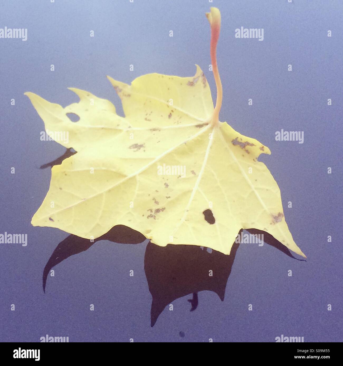Maple, mapleleaf, leaf Stock Photo - Alamy