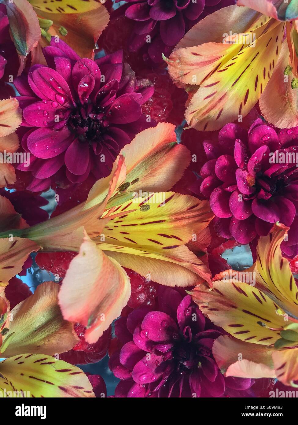 Still life with colorful flowers Stock Photo - Alamy