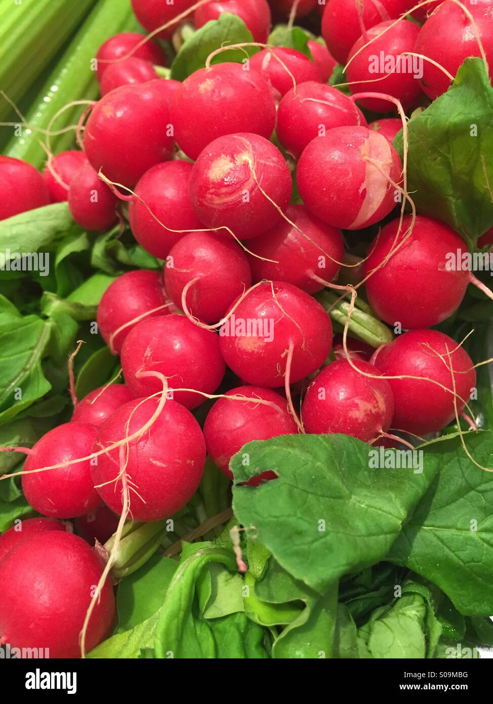 Radish radish hi-res stock photography and images - Alamy