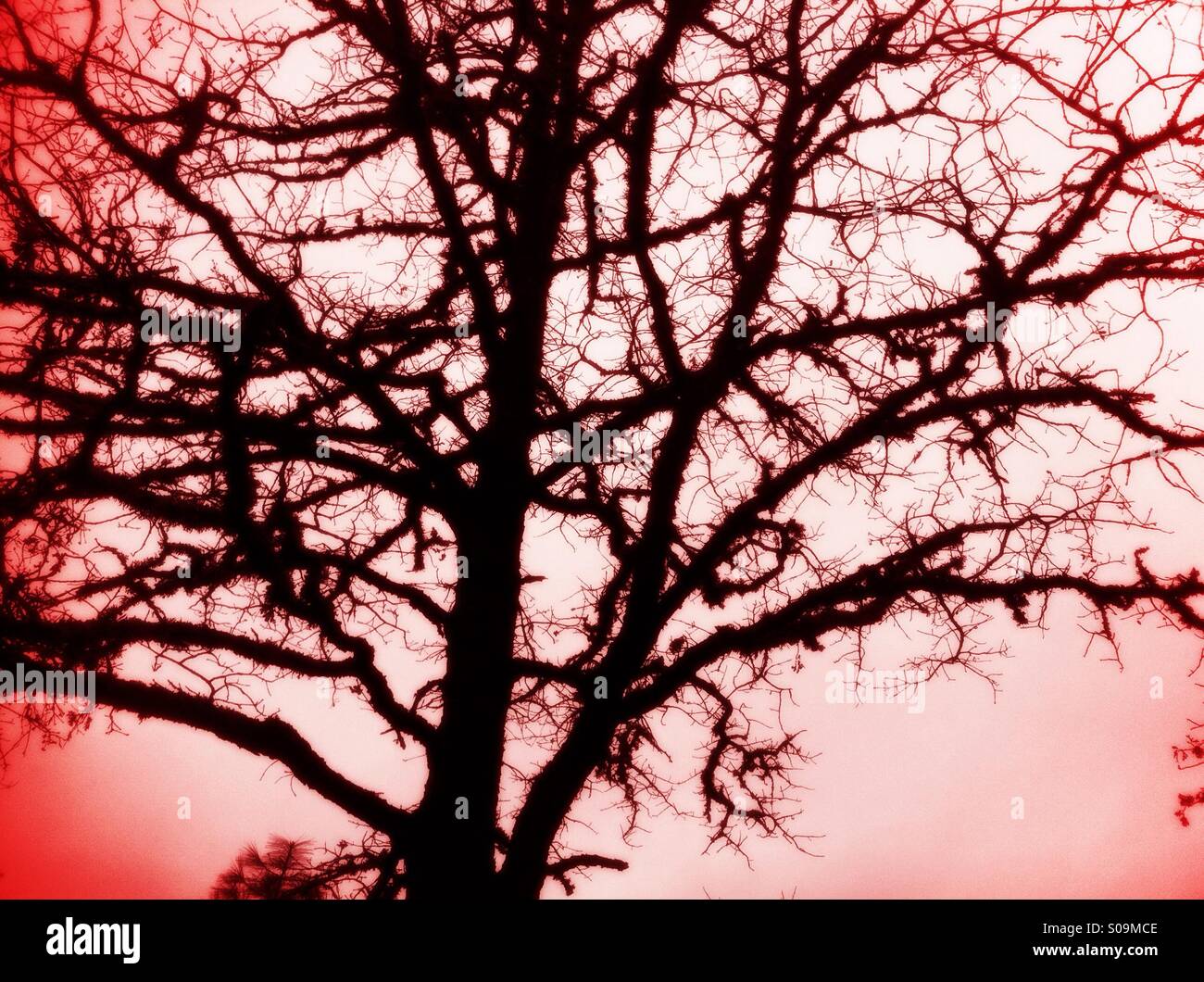 Tree with red background Stock Photo - Alamy
