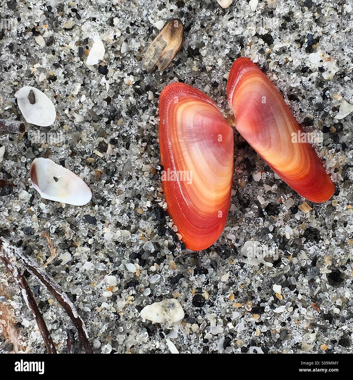 Shell beaches hi-res stock photography and images - Alamy