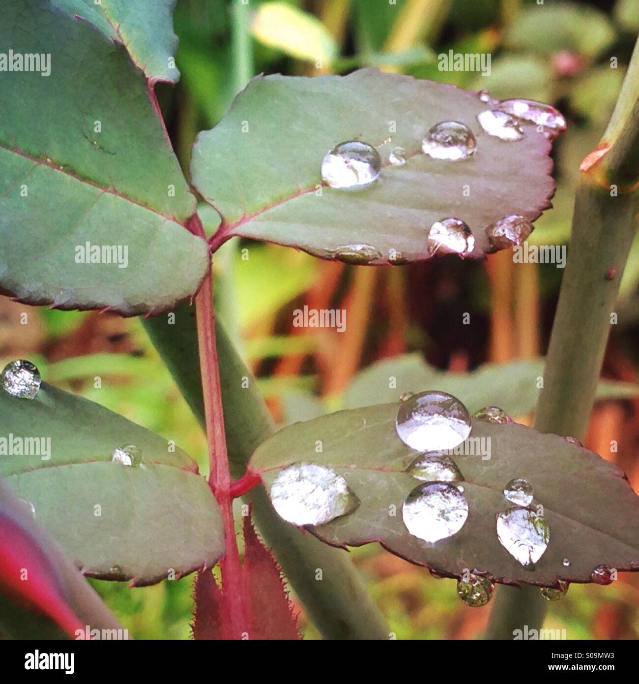 Diamond in Nature •• Stock Photo - Alamy