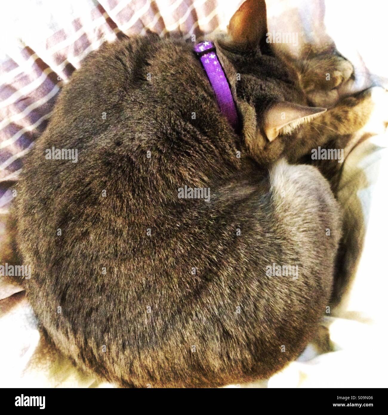 Cat Fur Ball Stock Photos & Cat Fur Ball Stock Images - Alamy