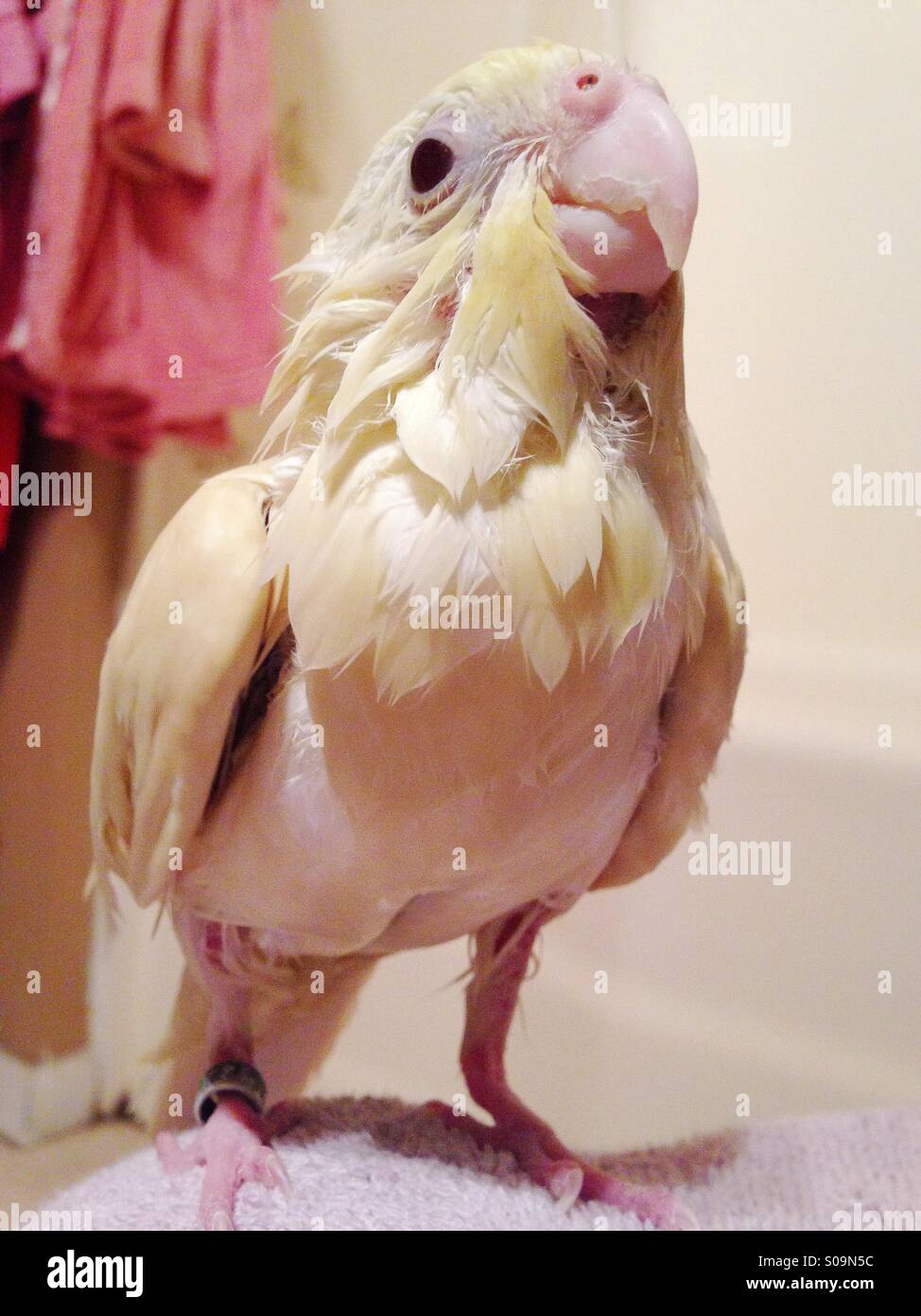 Stinky pet hi-res stock photography and images - Alamy