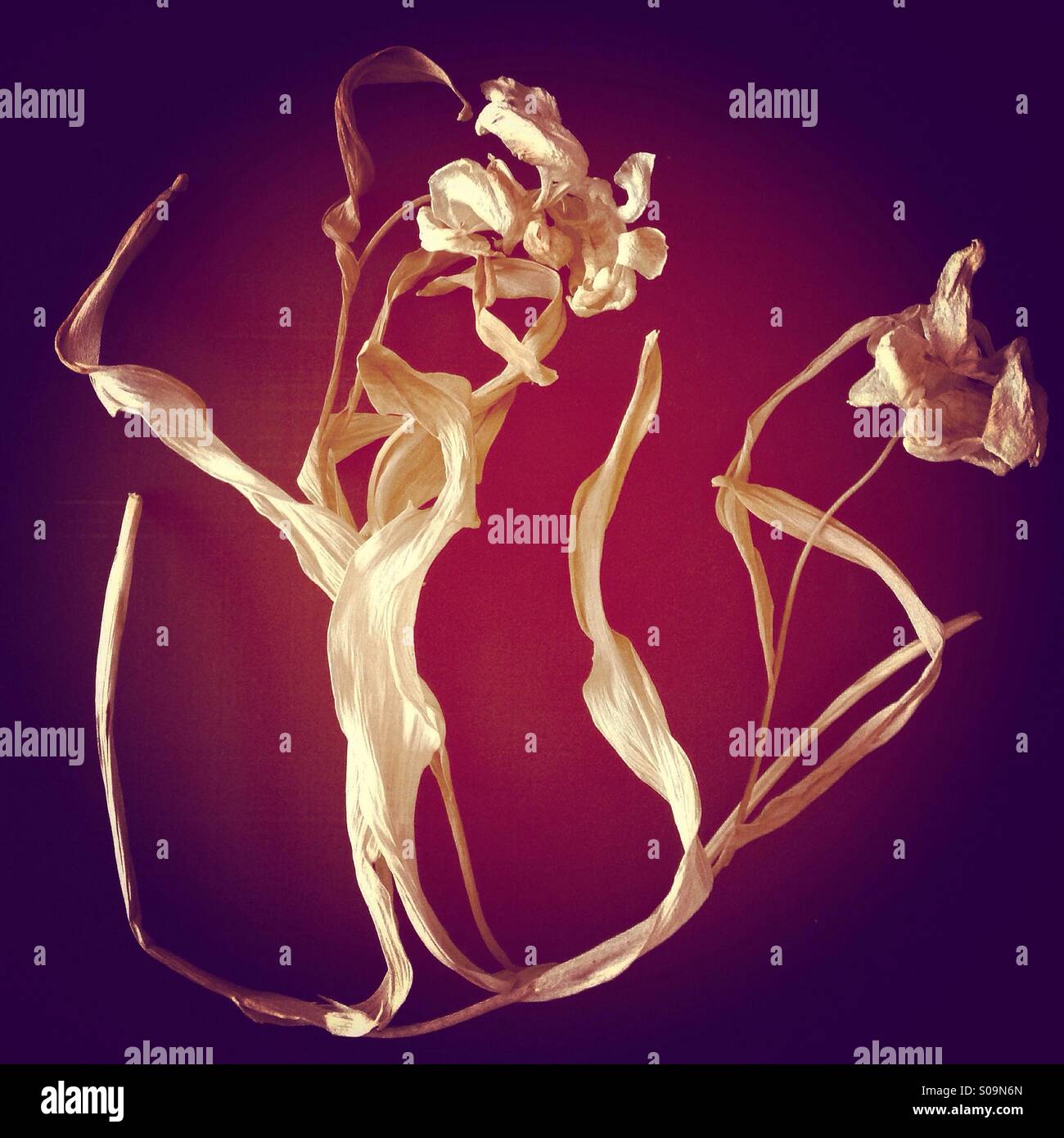 Dead tulips hi-res stock photography and images - Alamy