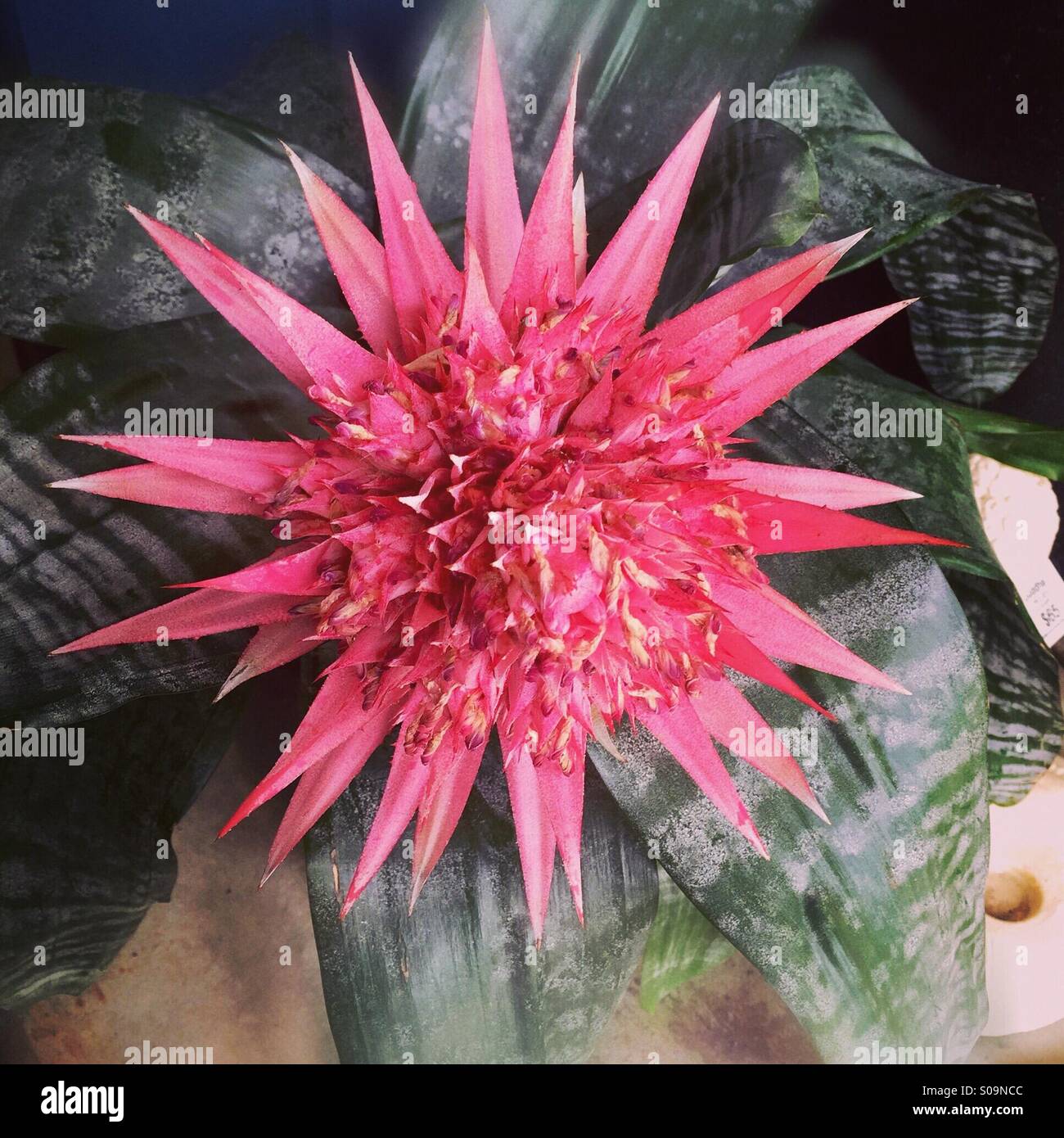 Australian bromeliad hi-res stock photography and images - Alamy