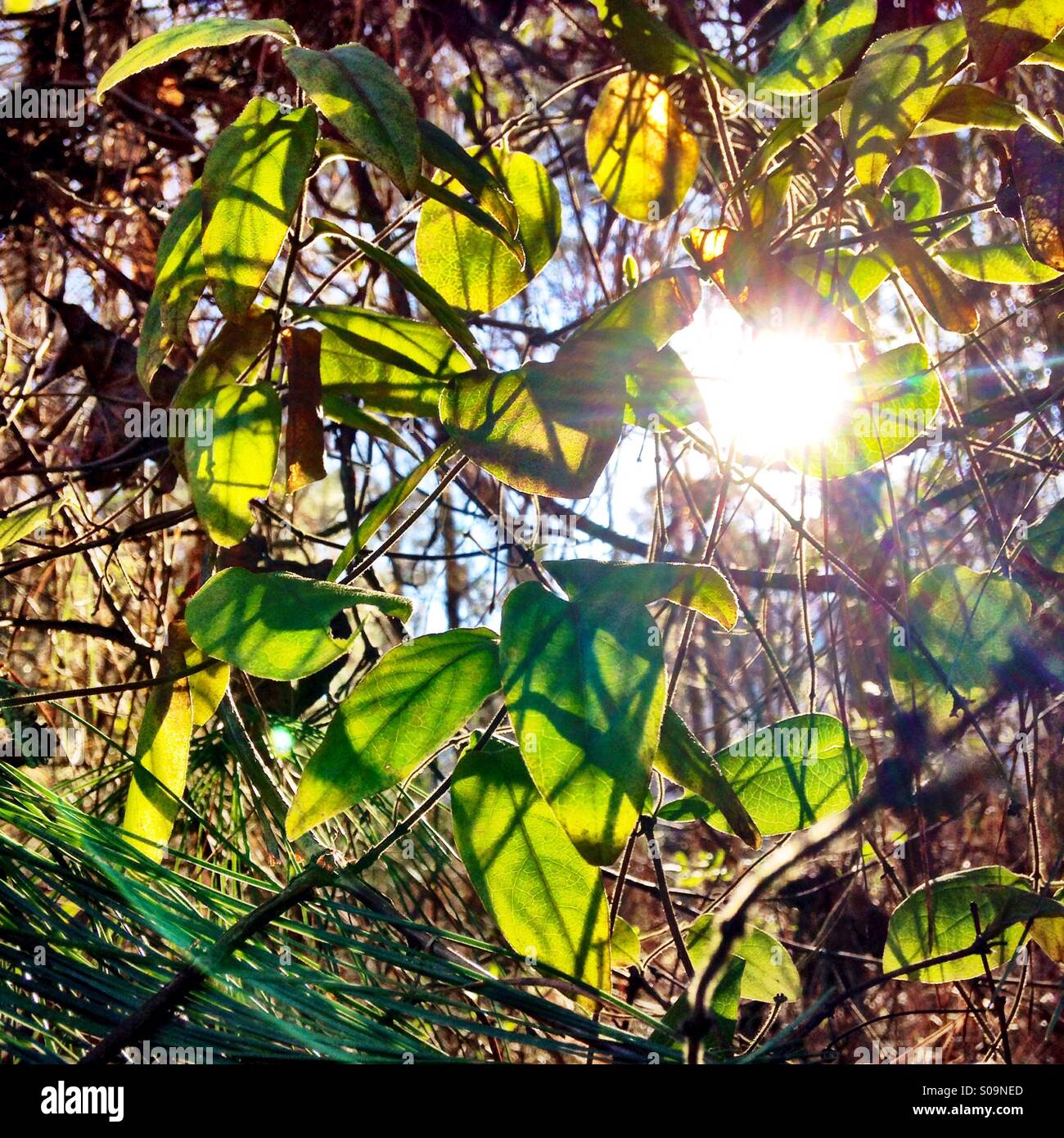 Ivy sun smartphone stock photos and images - Alamy