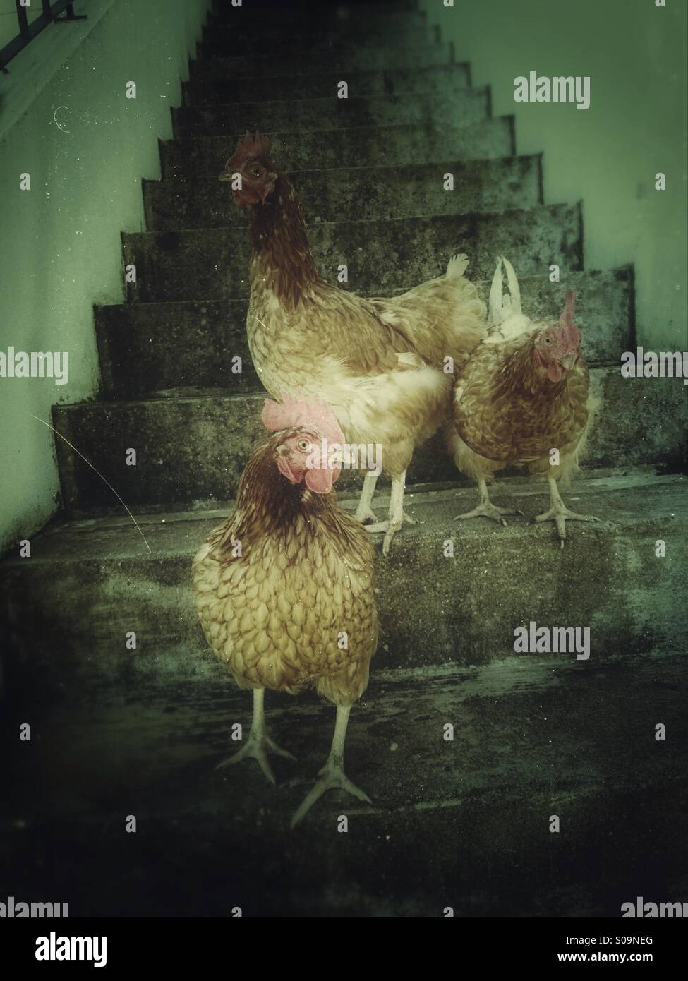 3 chickens hi-res stock photography and images - Alamy
