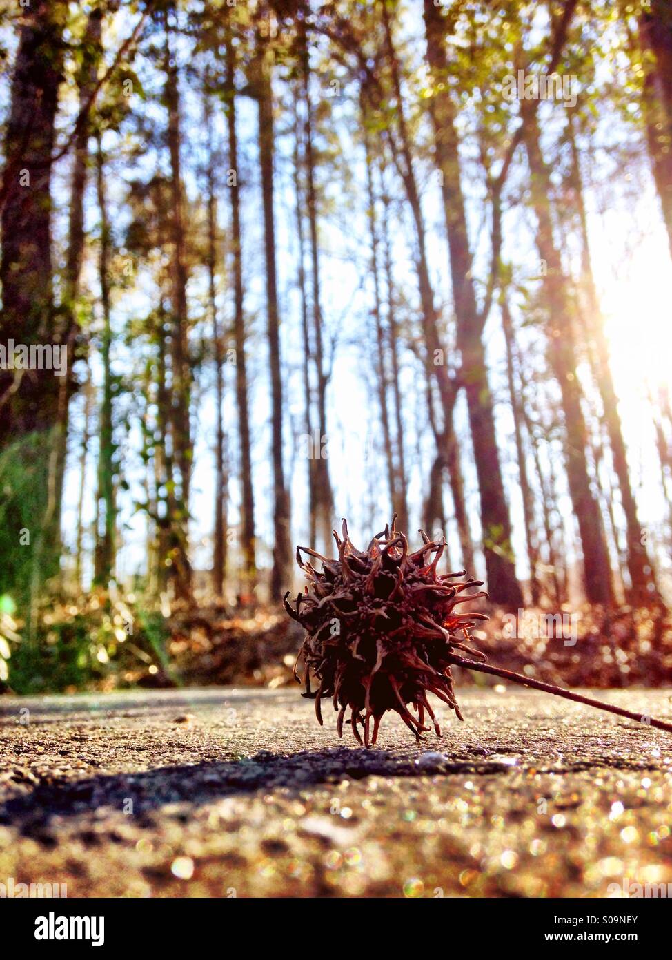 Spiky ball tree hi-res stock photography and images - Alamy