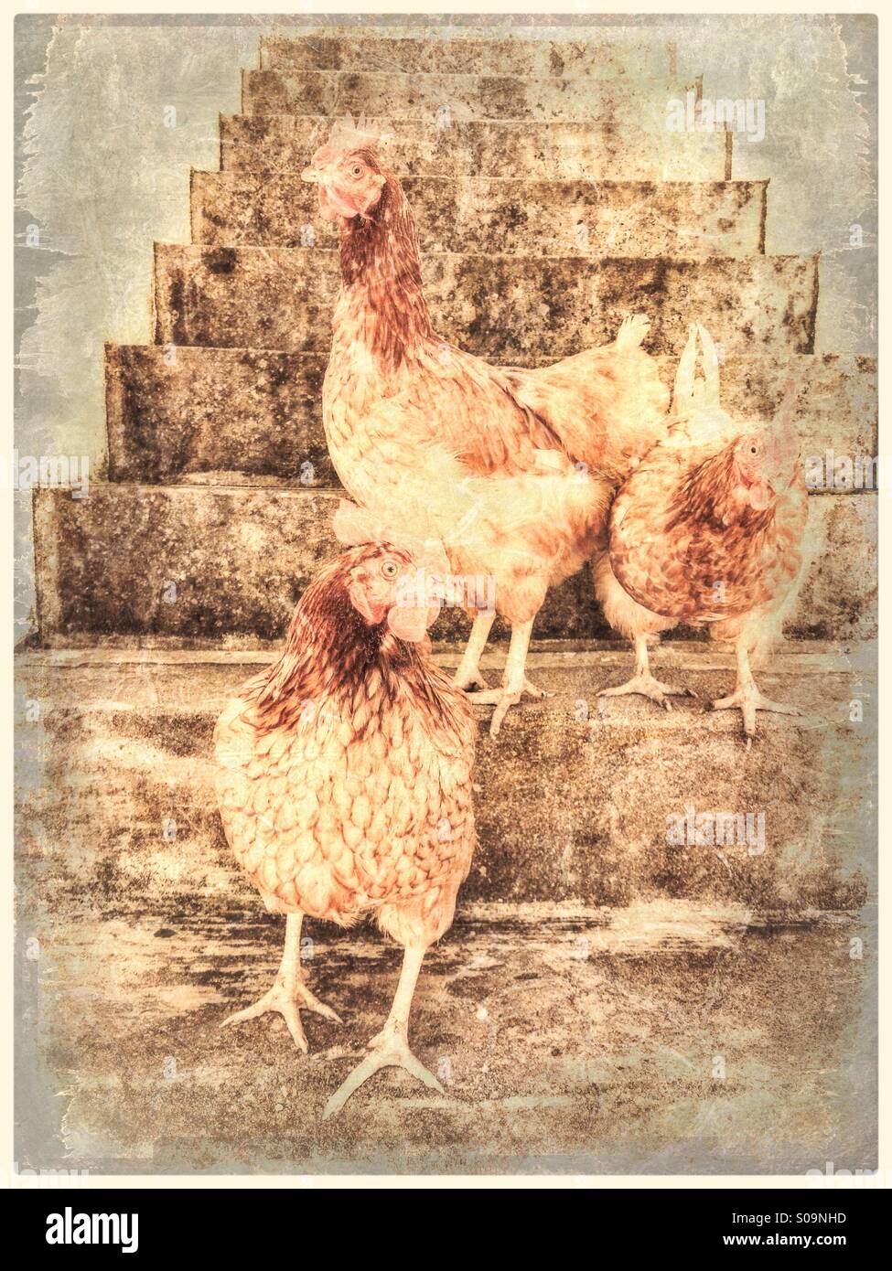 Chicken stairs hi-res stock photography and images - Alamy
