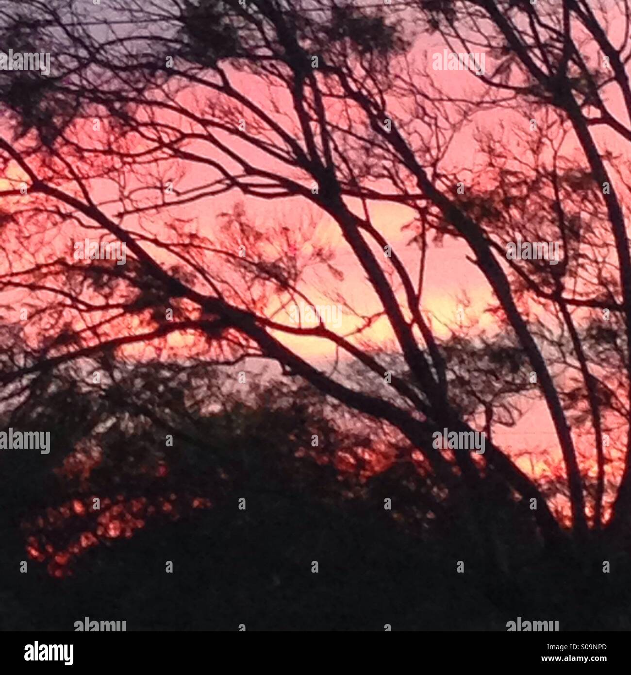 Pink trees hi-res stock photography and images - Alamy